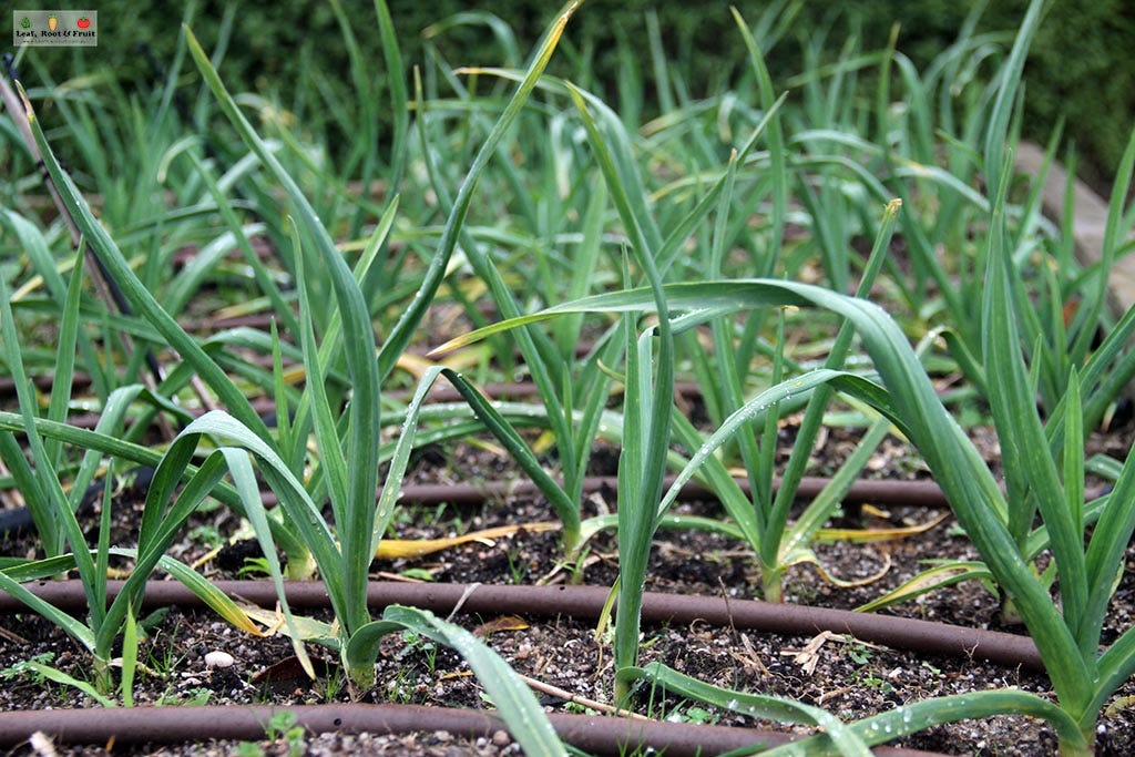 Using Compost in the Vegetable Patch - by Duncan Cocking