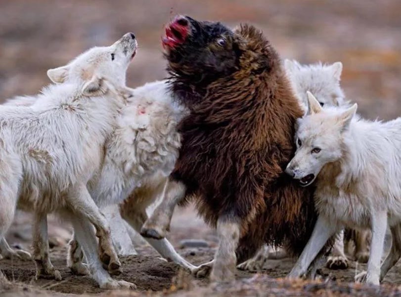 Pernicious pack mentality - chewing the cud with chad