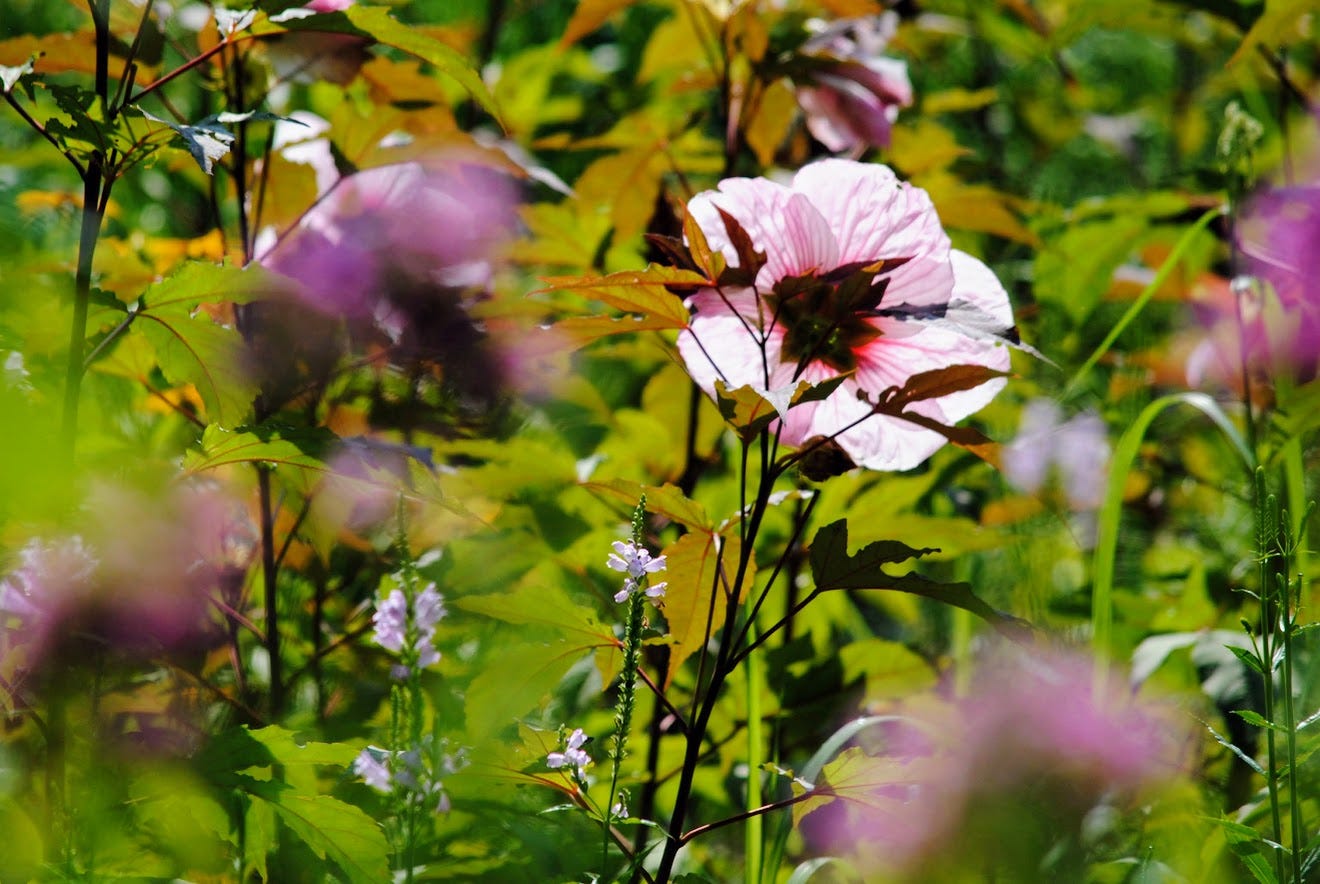 Nothing Compares to Natives - by Lolly Jewett