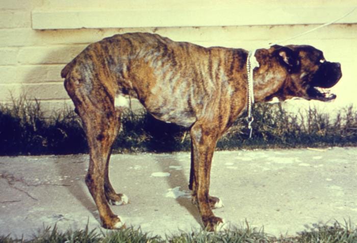 California: Locally acquired histoplasmosis in 18 cats and 6 dogs in ...