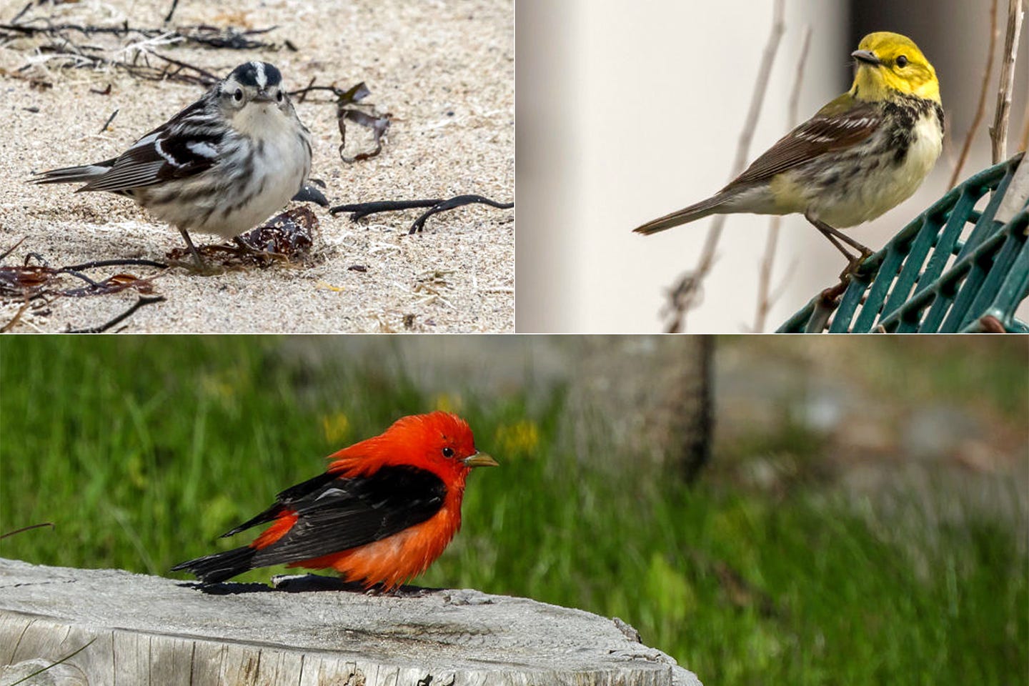 When Songbirds Fall to Earth - by Bryan Pfeiffer