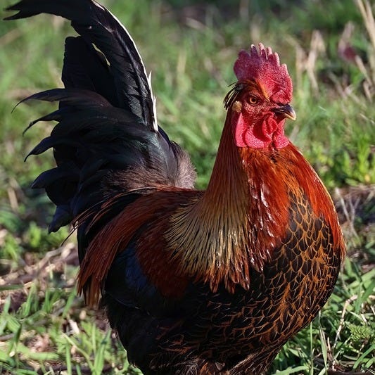 Suzan Erem | Substack