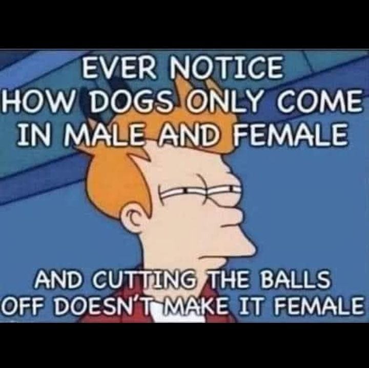 GENDER BENDER MEMES - by Frances Leader - Uncensored