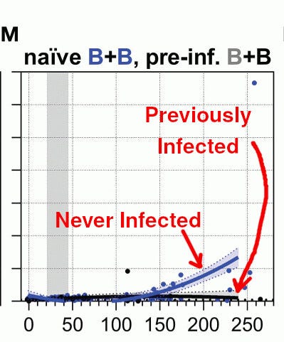 Immune Tolerance: IgG4 Class Switch Starts with Even Two Doses of mRNA ...