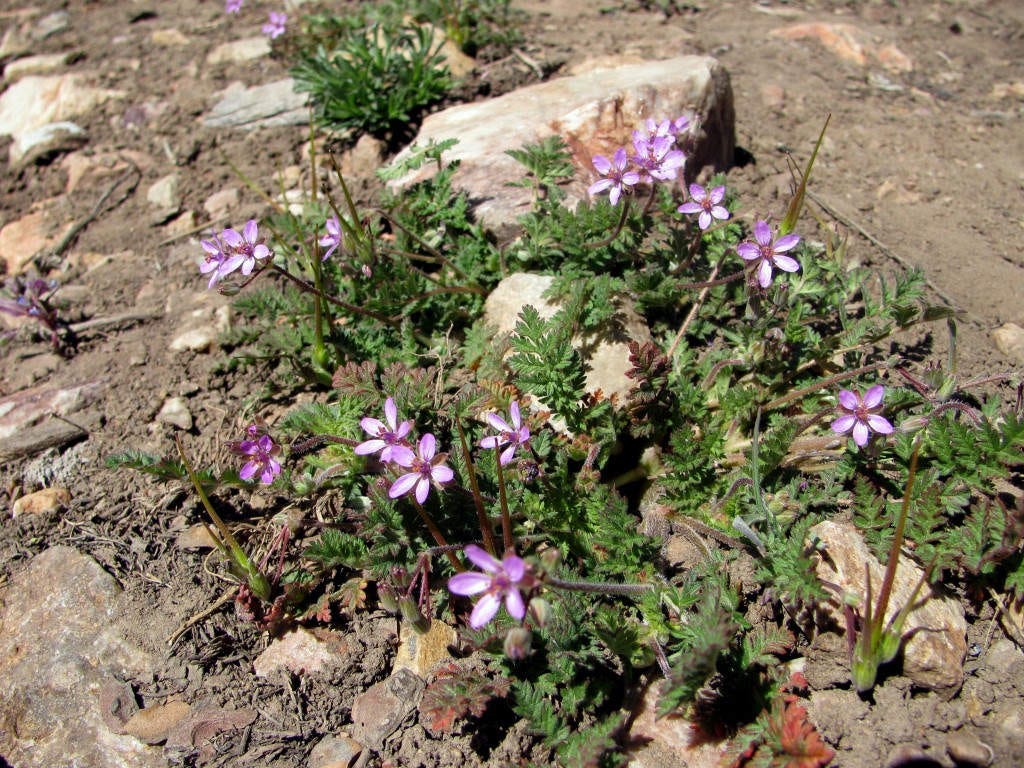 Introduced Plants, Settler-Colonialism, Indigenous Perspectives and ...