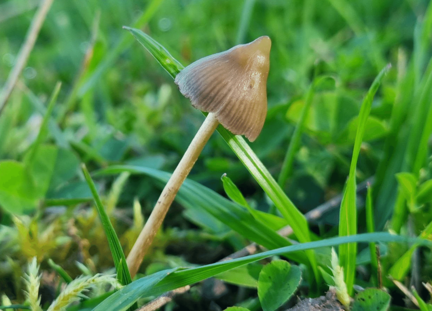 Europe's Psychedelic Jewel: The Liberty Cap Mushroom