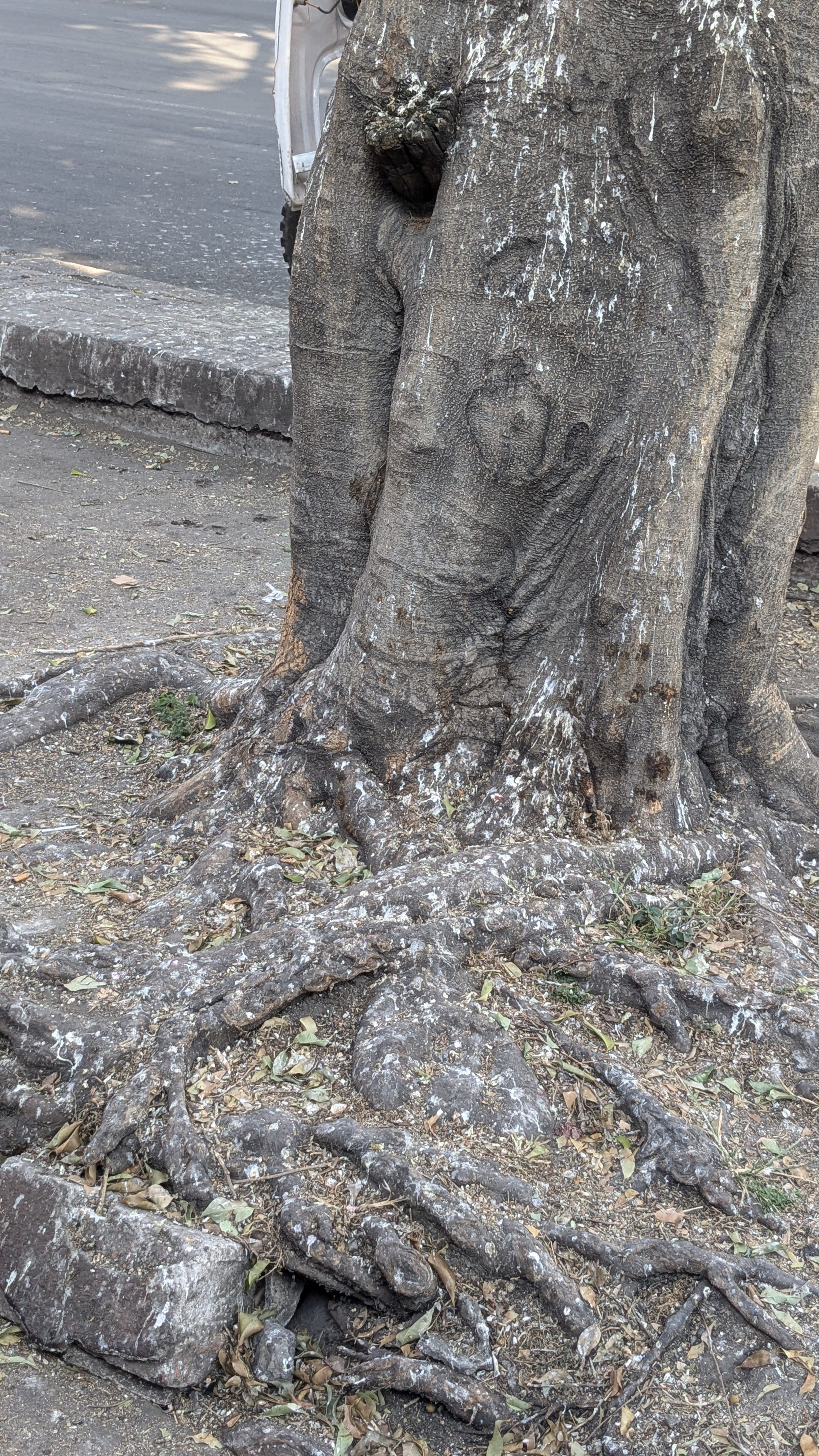 The Face of Mexico City - by Nigel Beale, The Biblio File