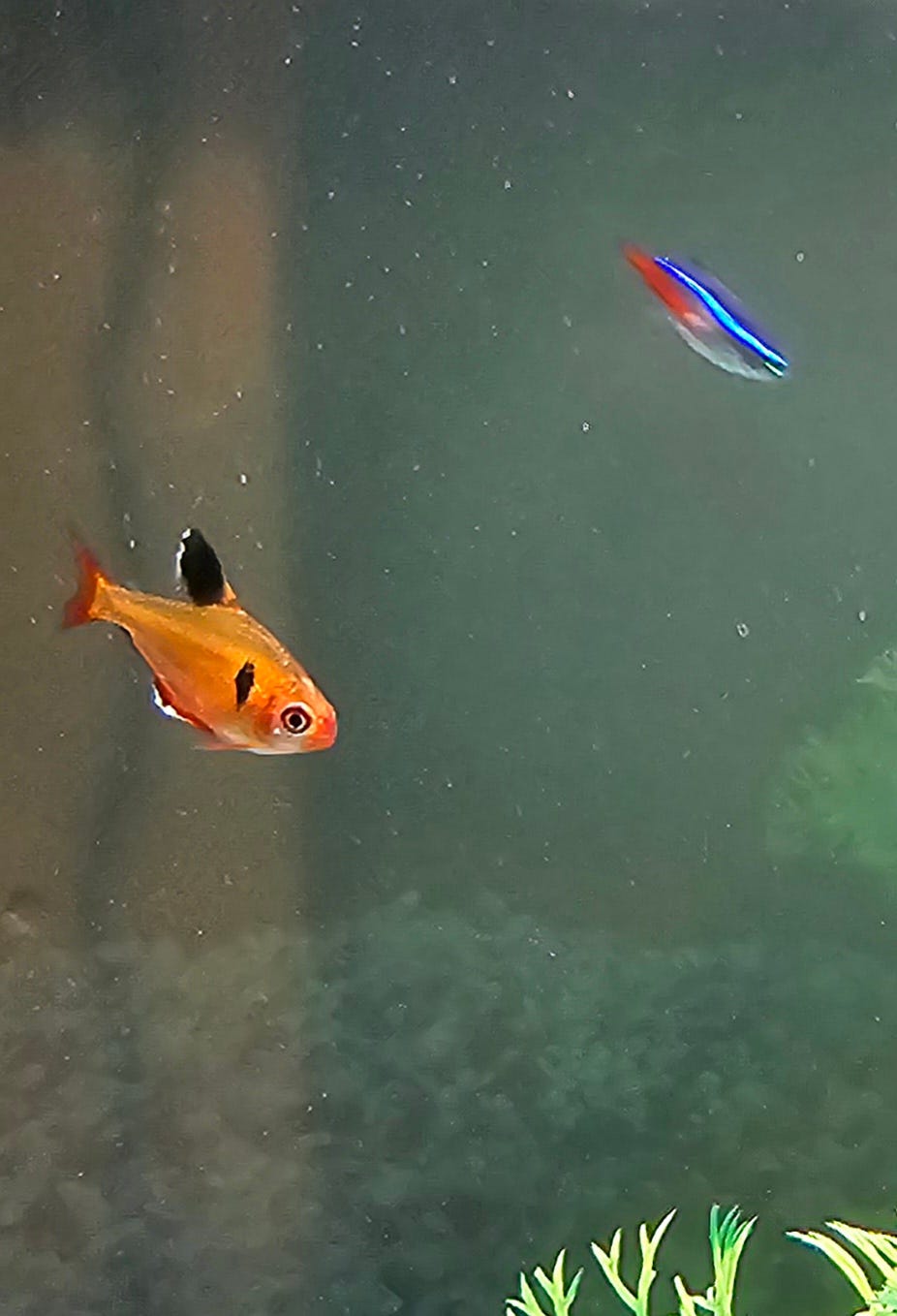 Invisible fish swim this ghost ocean now described by waves of sand, by ...