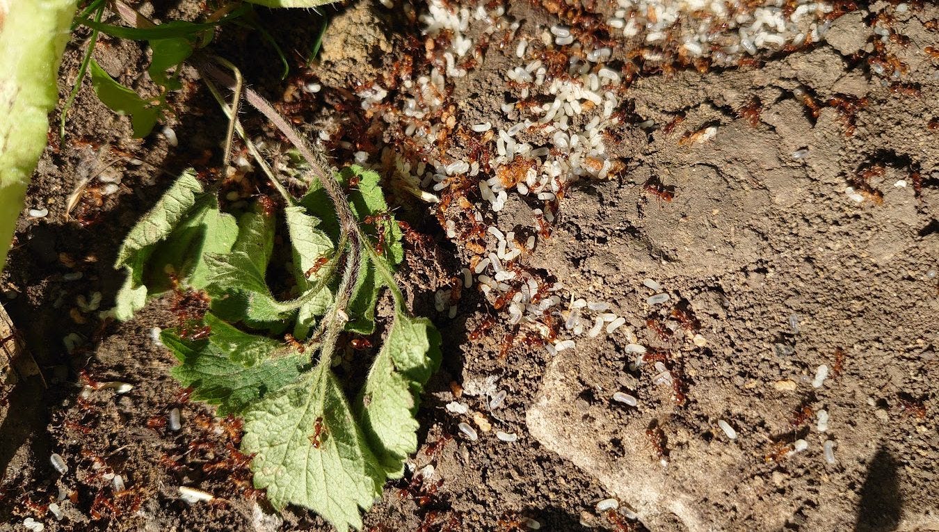 Ants - nature’s composters and enslavers - by Sally Morgan