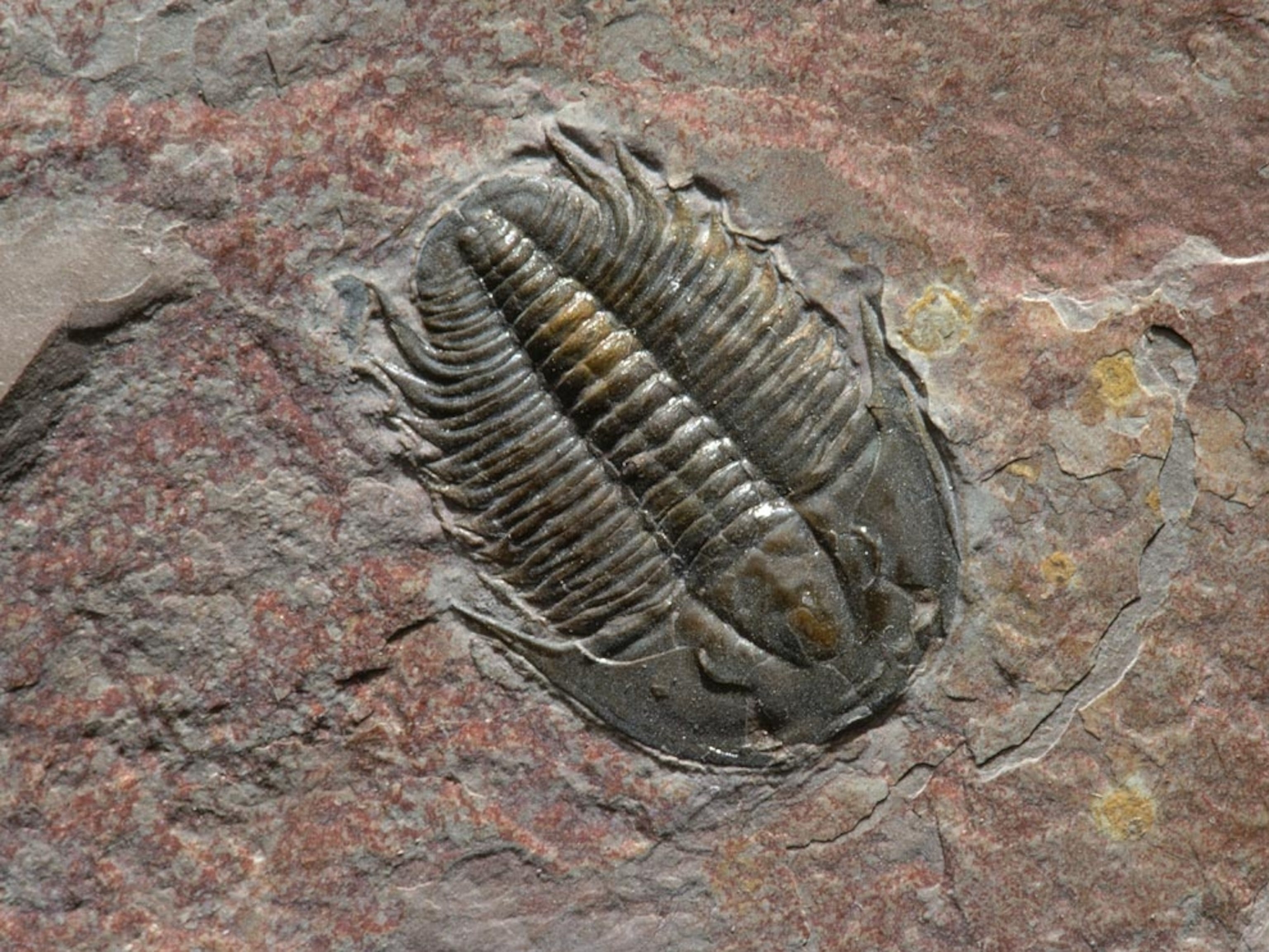 The Mystery of the Cambrian Explosion