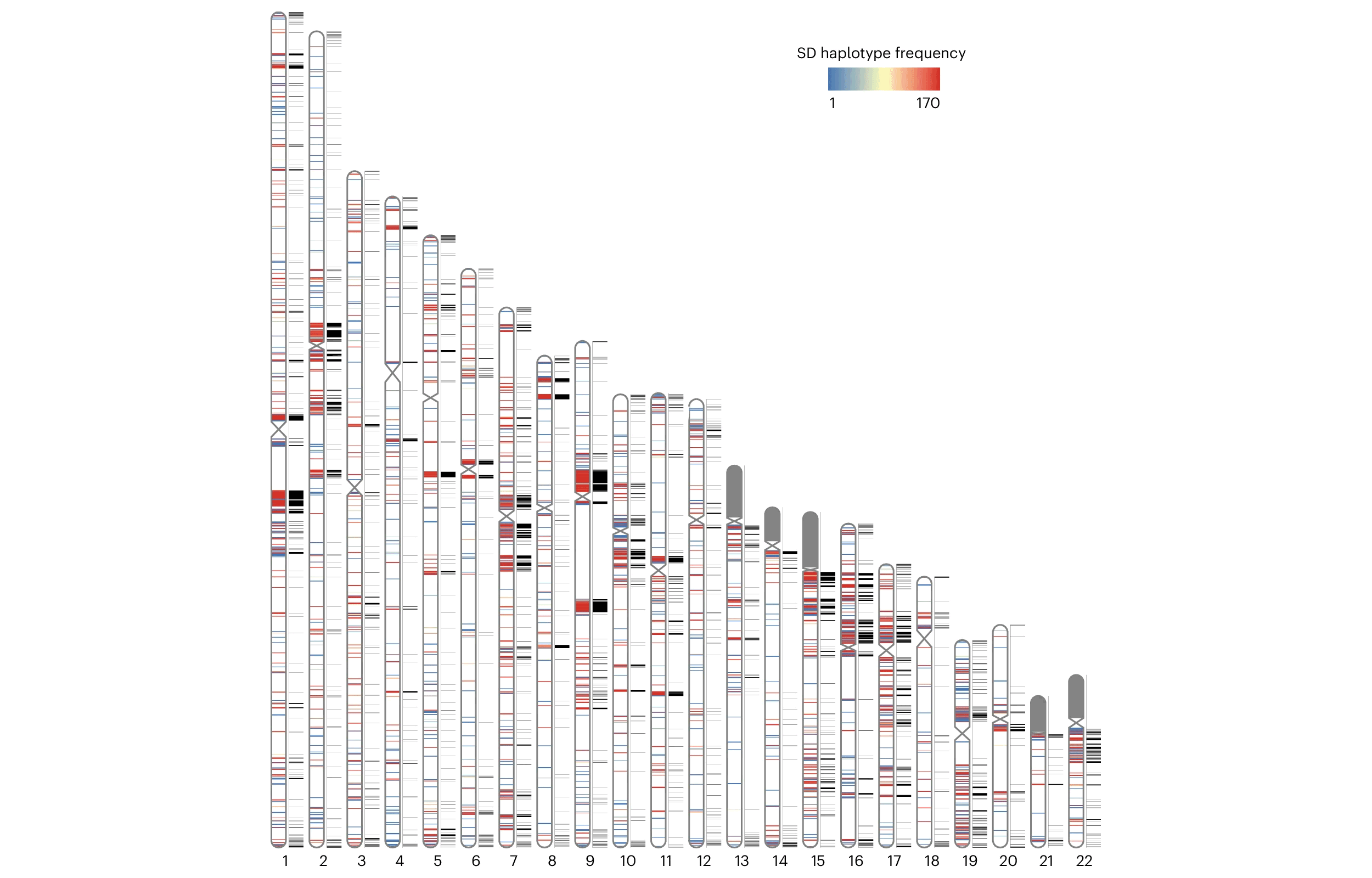 The contribution of segmental duplications to human diversity