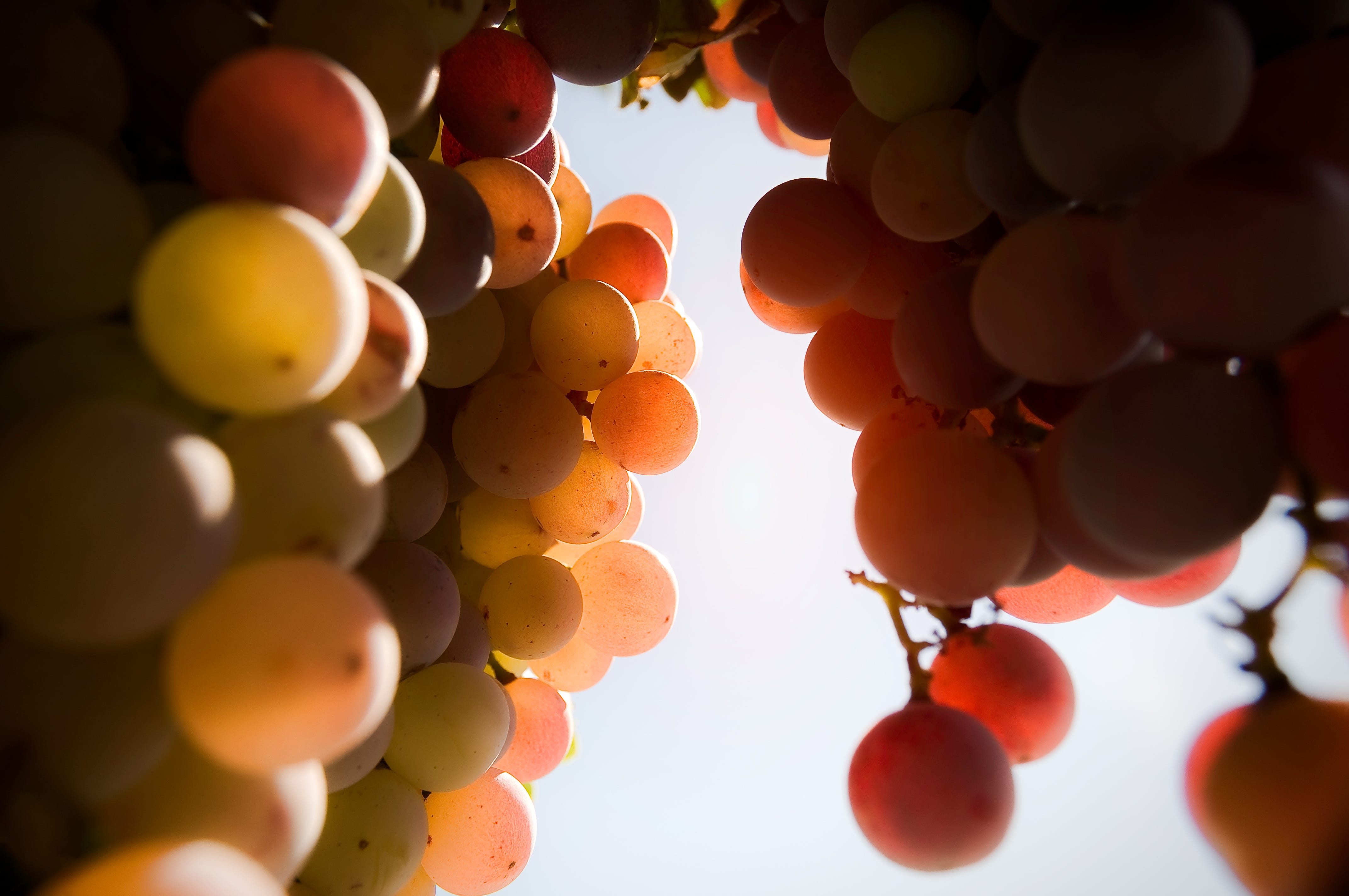 A Guide to the Criolla Grapes of the Americas