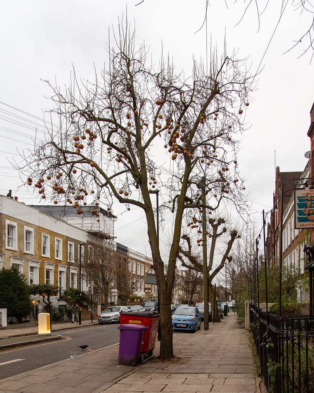 Wednesday Street Tree #15 - by Paul Wood - The Street Tree