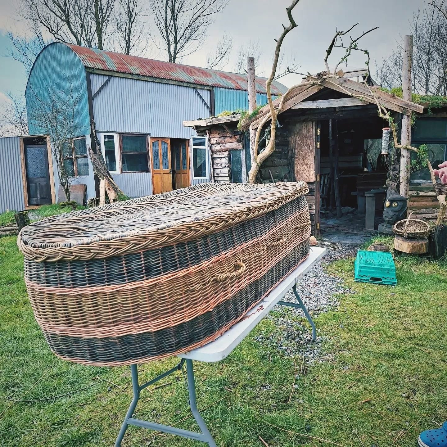 Saille The Willow - cultivation & uses