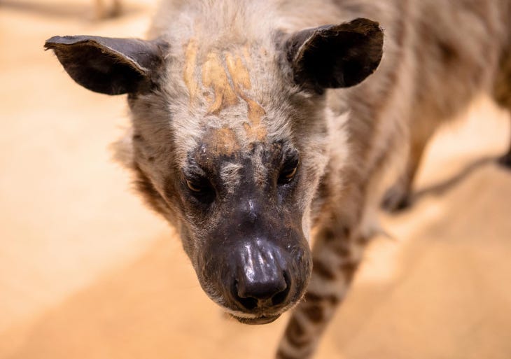 Photos: See deterioration on now-closed Delbridge Museum animal collection