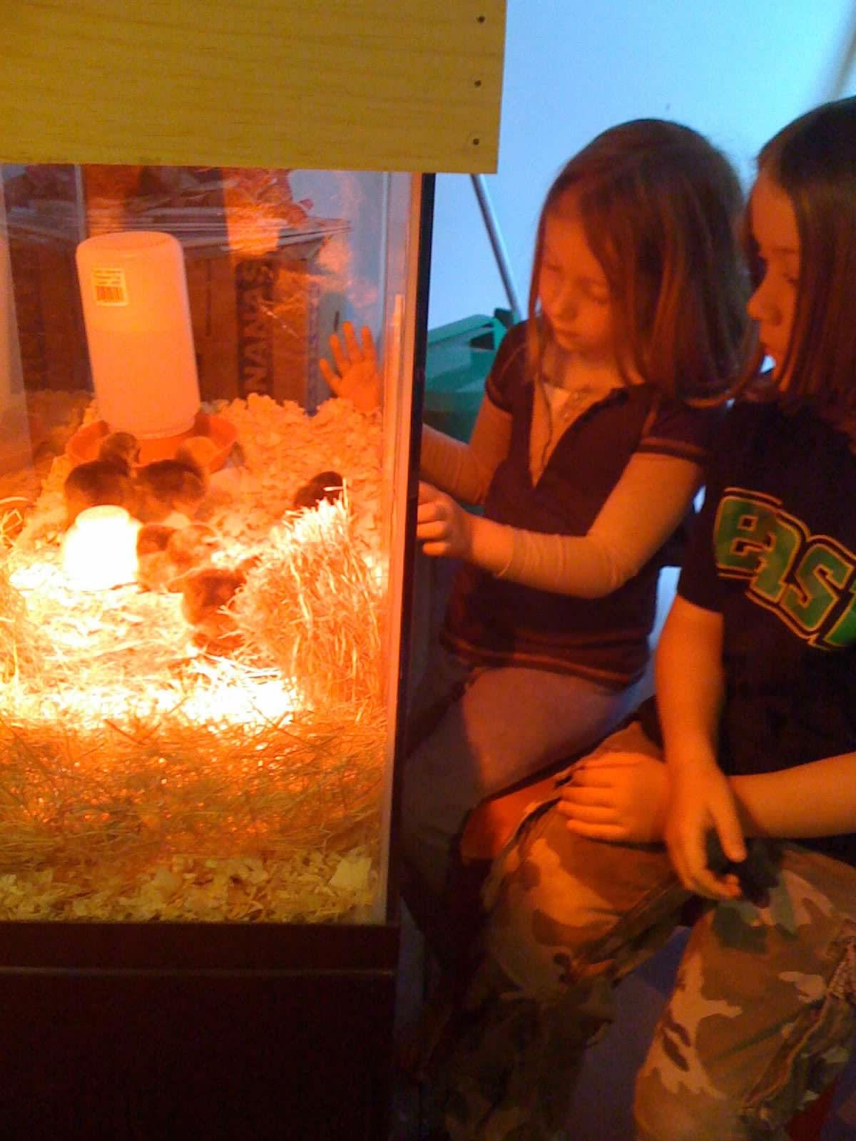 How to Keep Chickens in the City - by Larissa Phillips