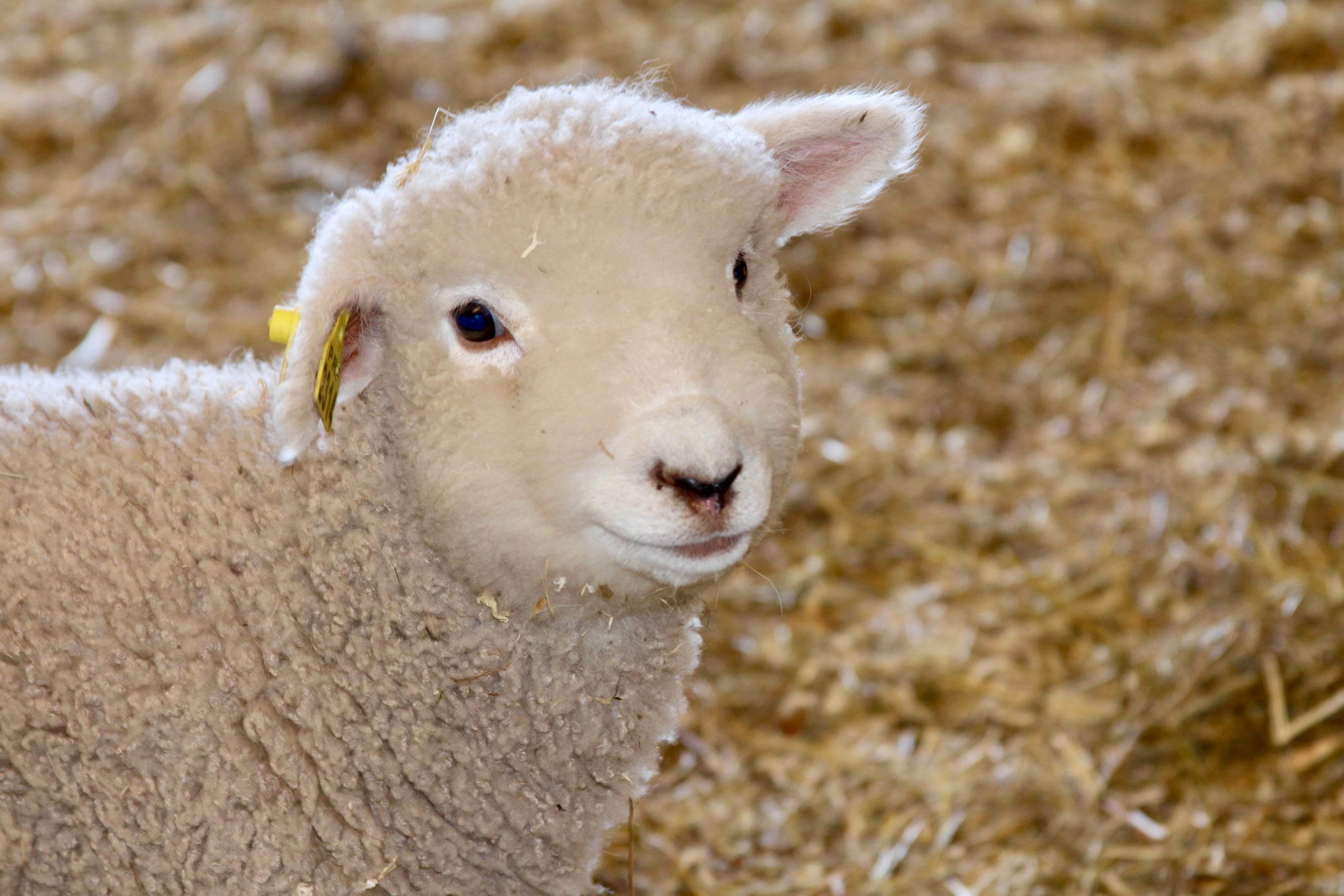 Springing Into the Season With Lambs' First Pasture Moments