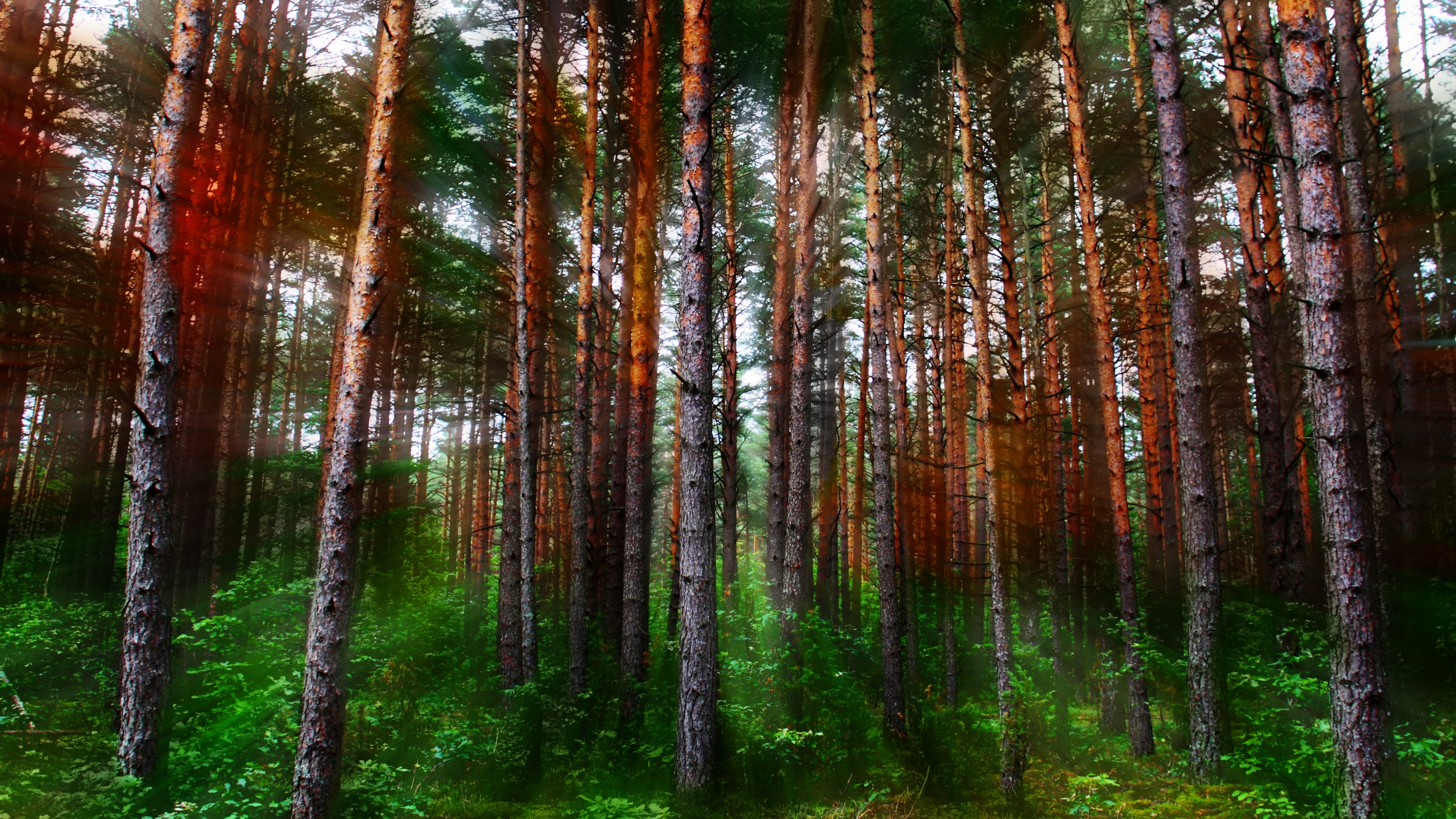 Making Sense of Mysticism - by Lewis Coyne - Feed Your Head