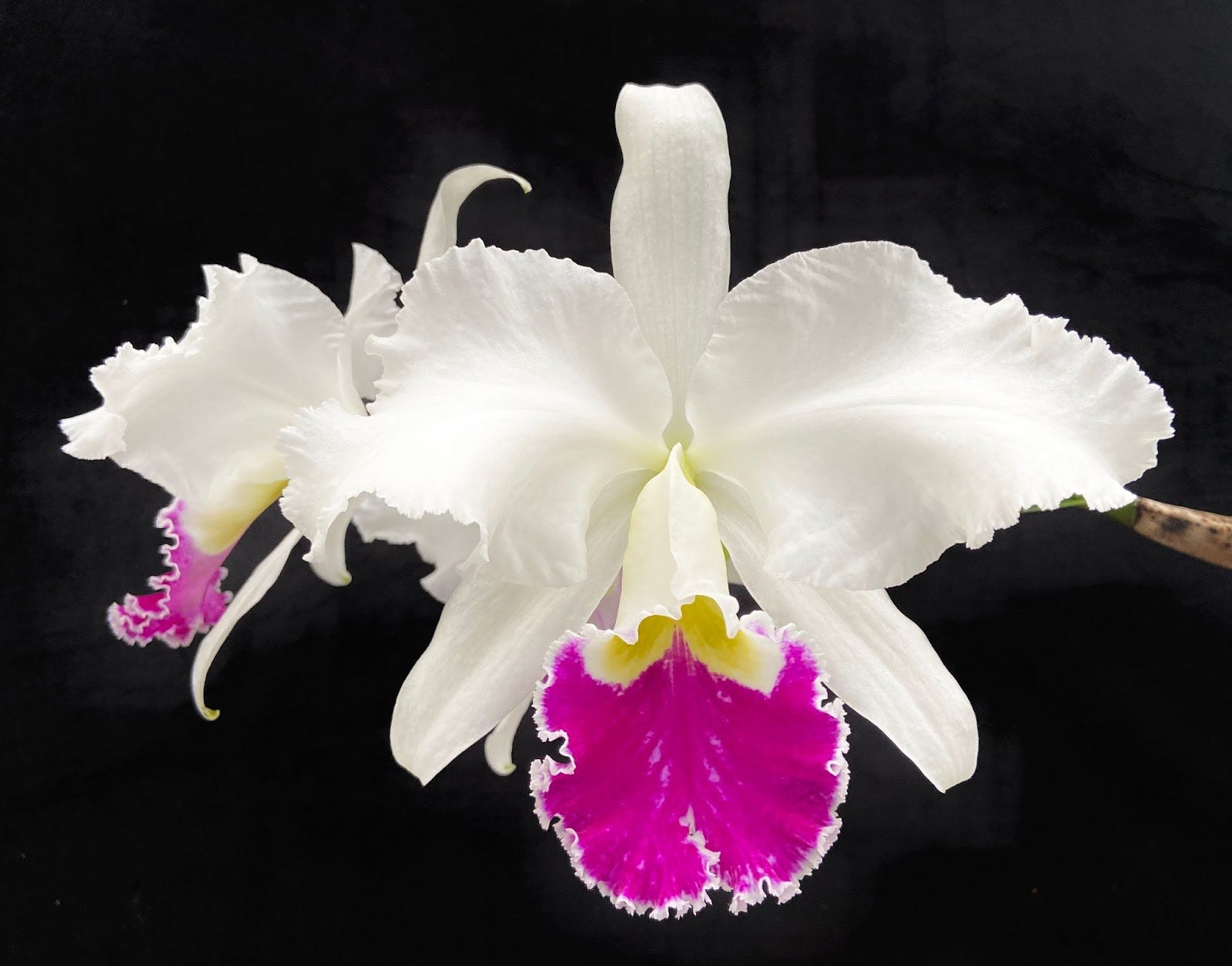 ‘The Queen’ of Flowering Plants Is for First Ladies