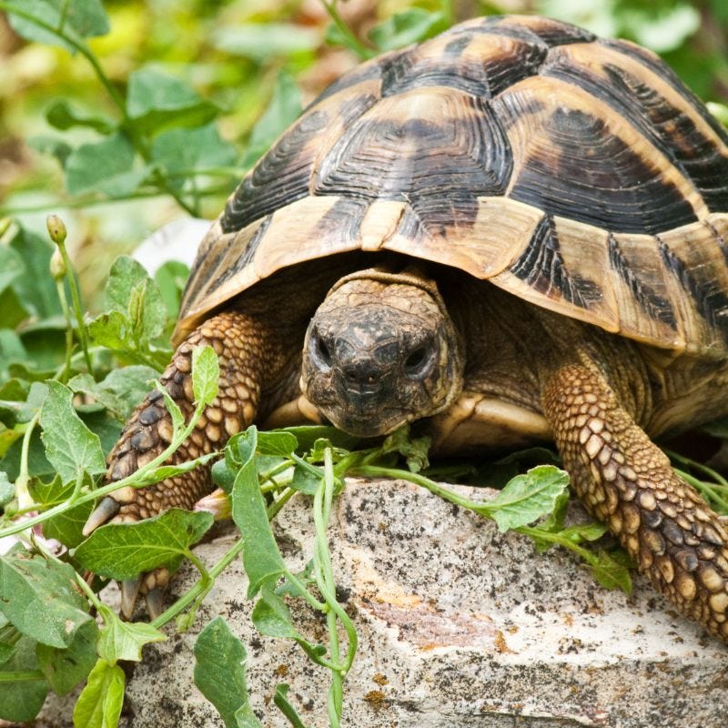 Tortoises - Stories from the Edge