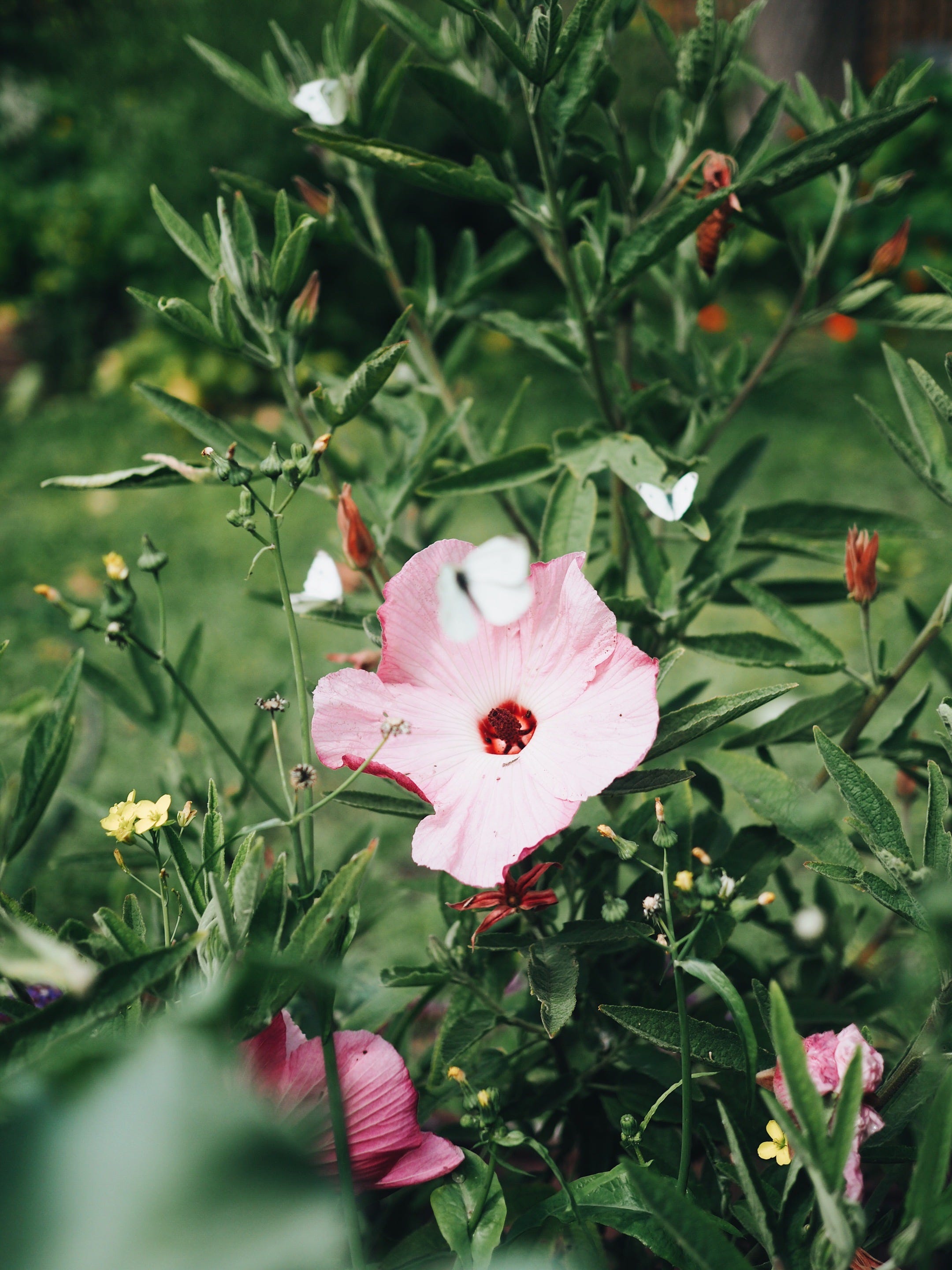 The quiet death of a beautiful garden - by Casey Lister