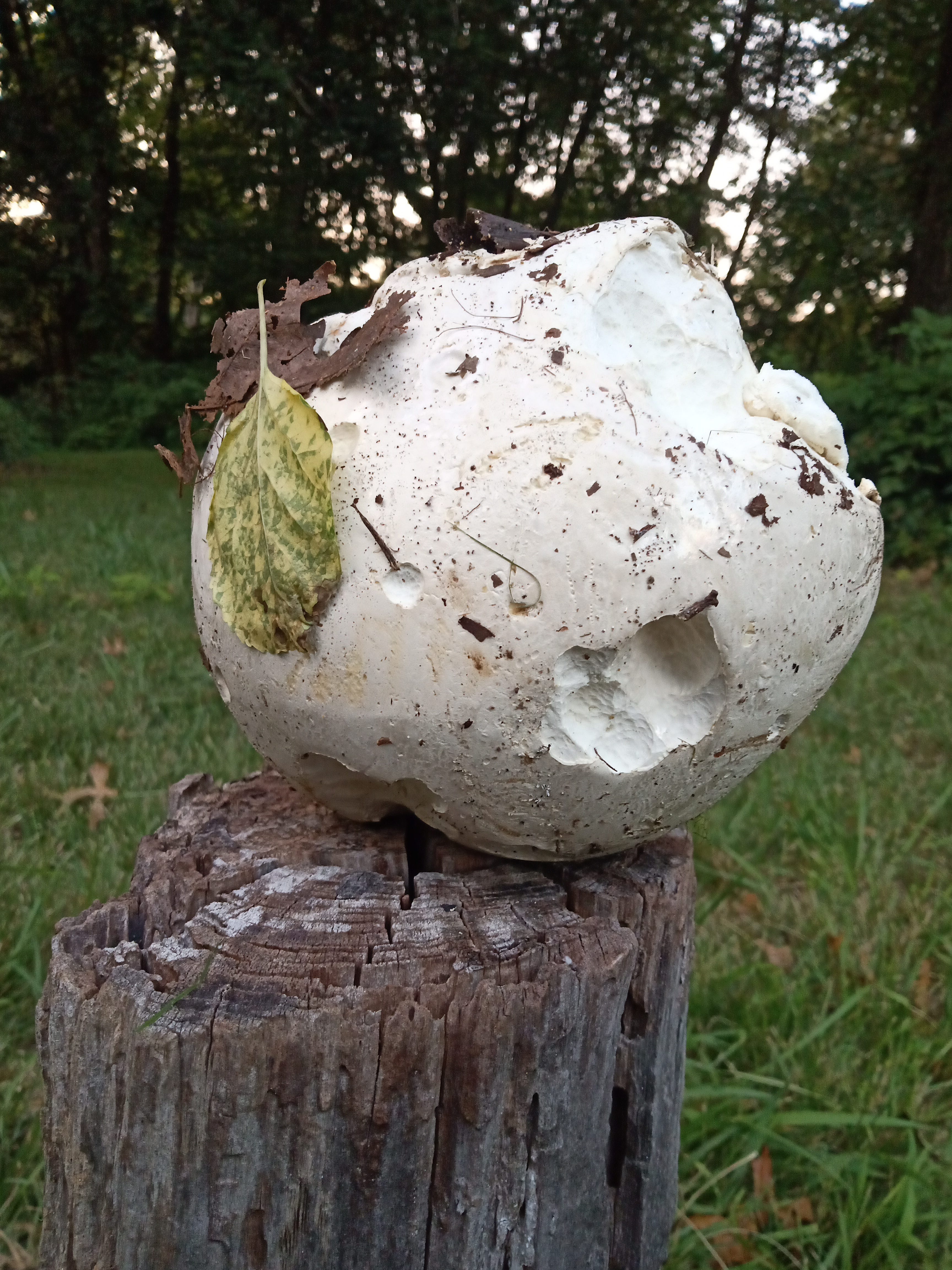 Baby Mushroom Skull Hunting - by Elliot Lessing
