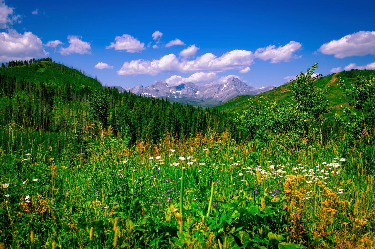 The Environment Under Alberta's New UCP Regime
