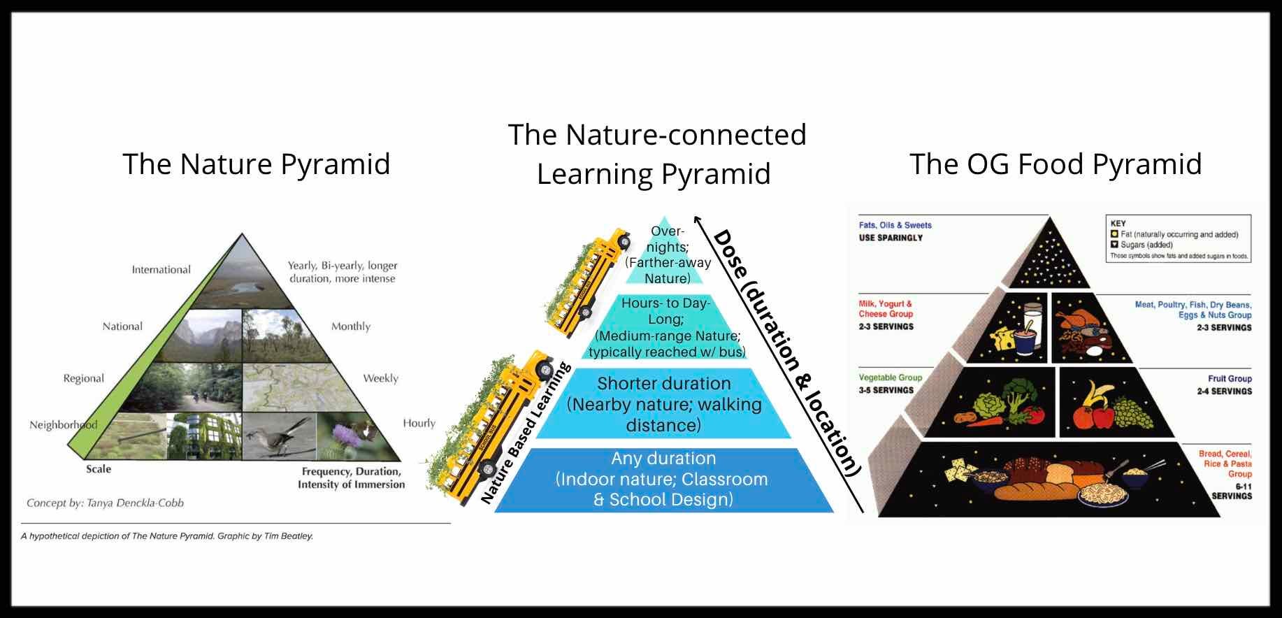 Rainforest Food Pyramid