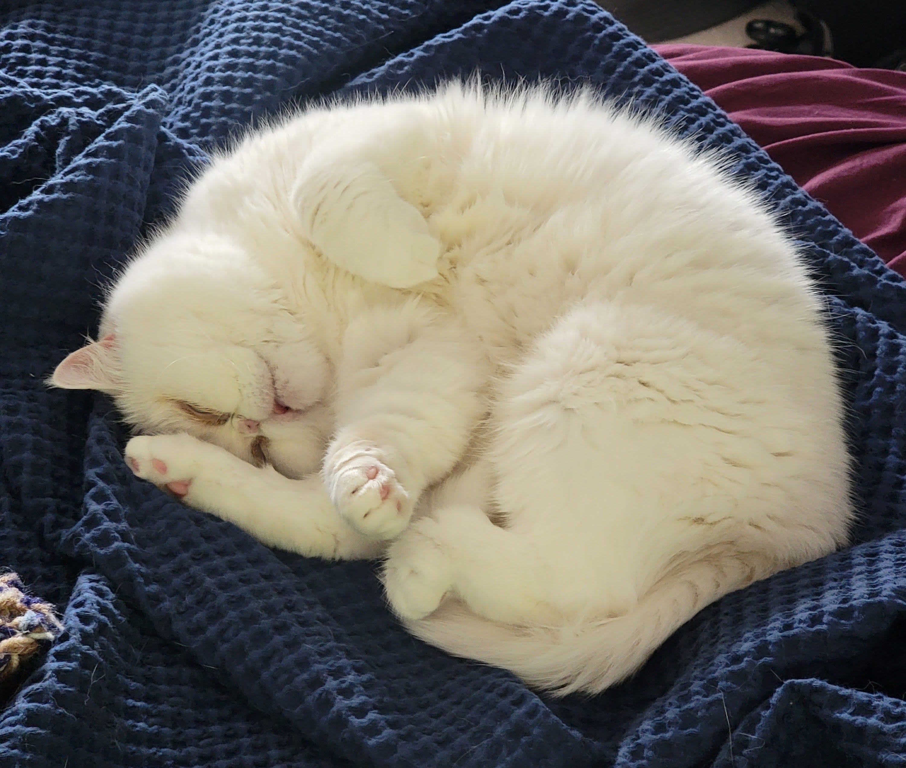 Numbers in the Wild #1 - Directed Divergence