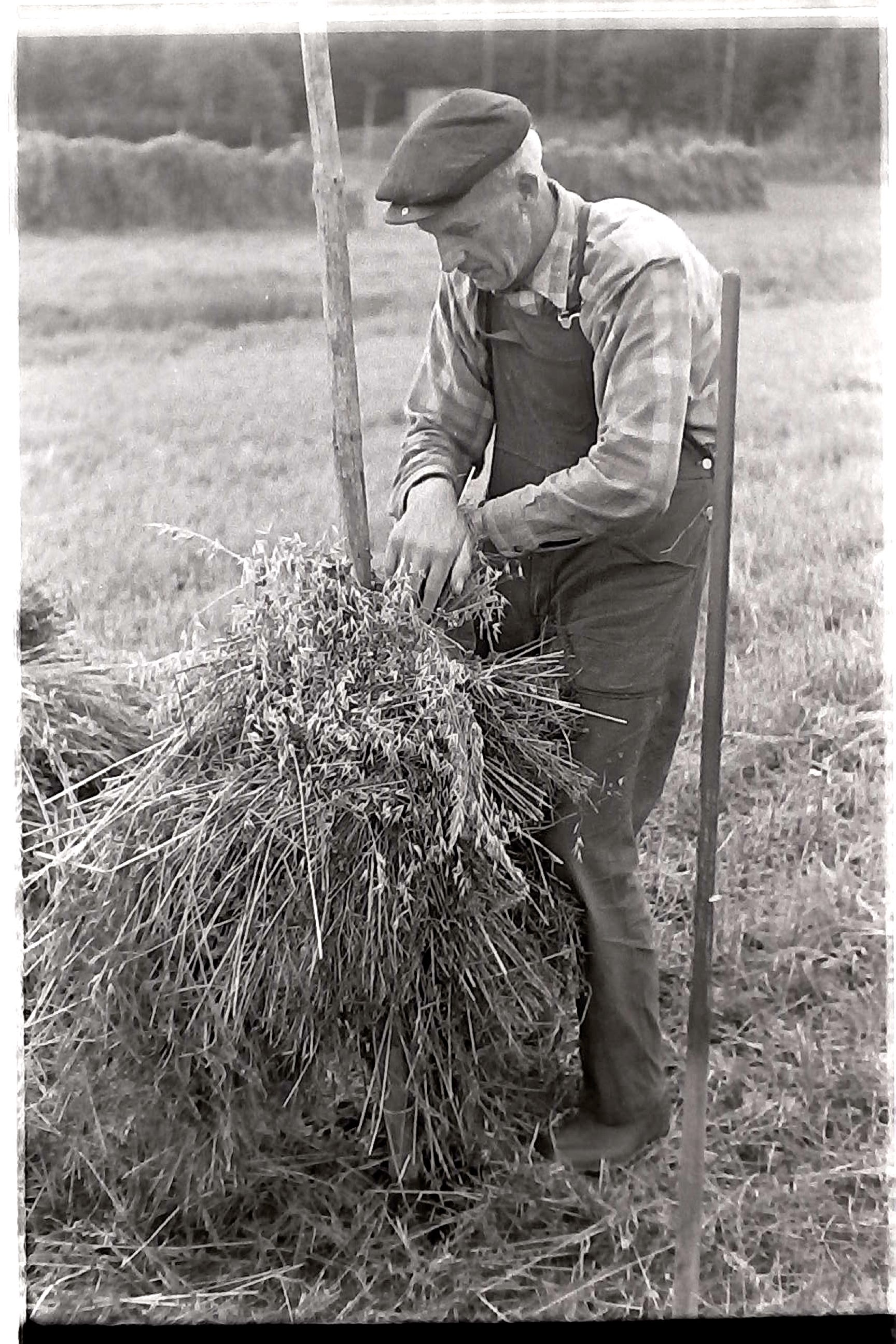 Skörd hos lahallspôjka - Dan Korns Substack