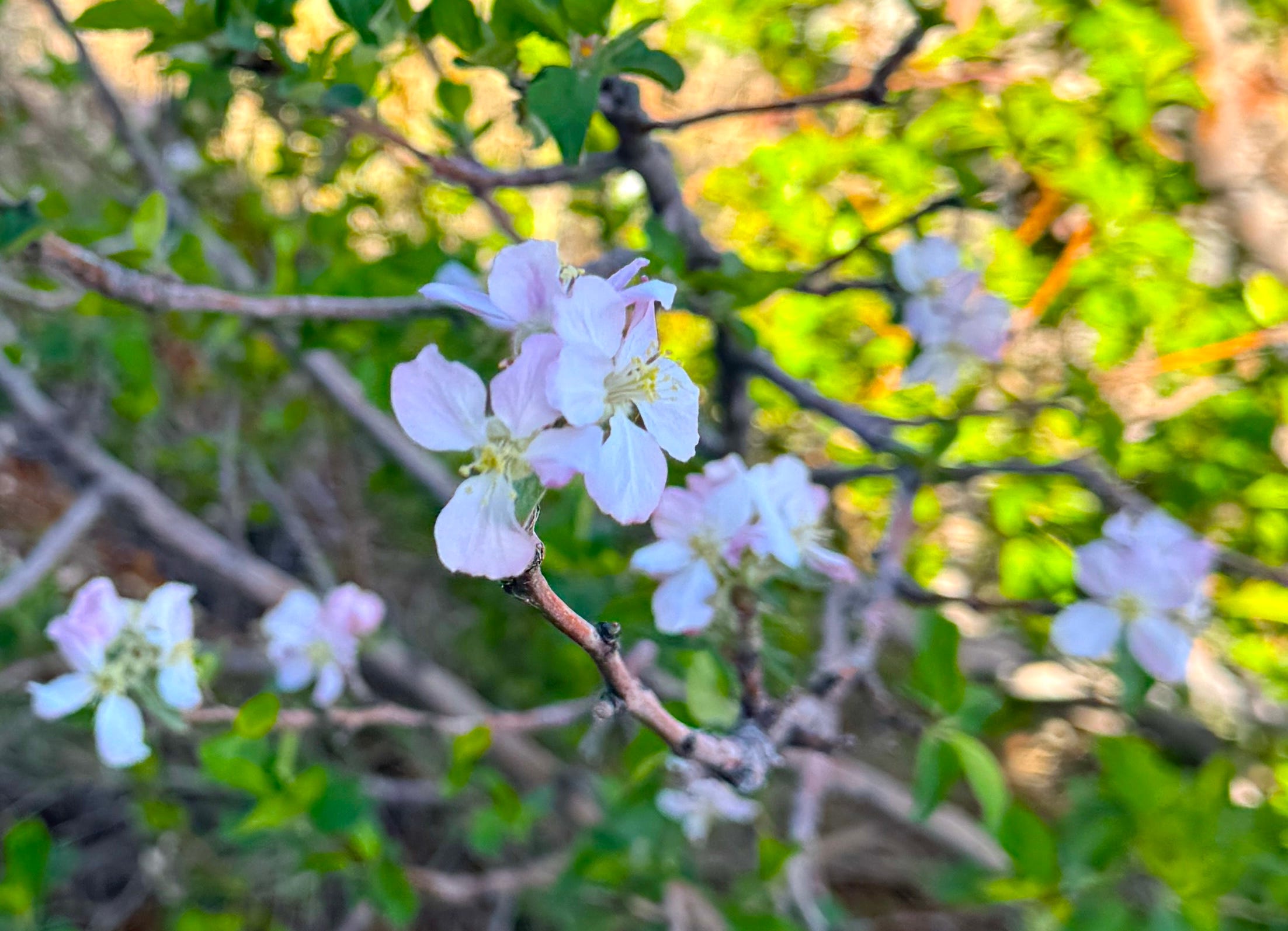 Spring - by Chuck Hull - Balance's Substack