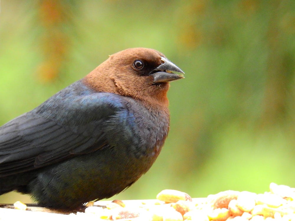 Bird of the Week: Cowbirds - by Jack Mirkinson