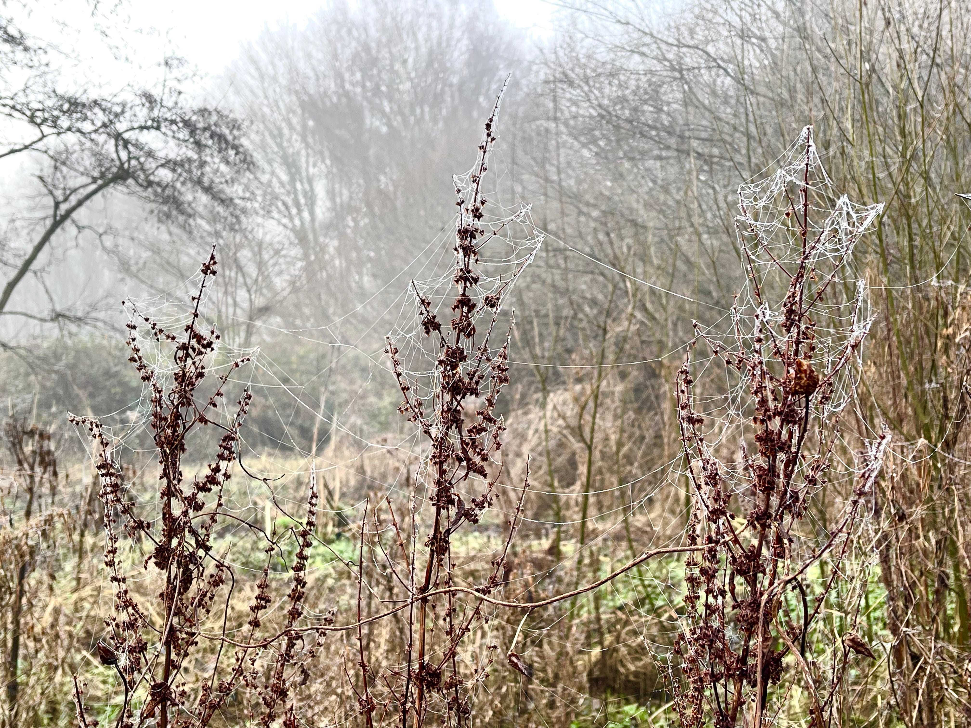 The Shining One. - by Amanda Claire Vesty - Forest Heart