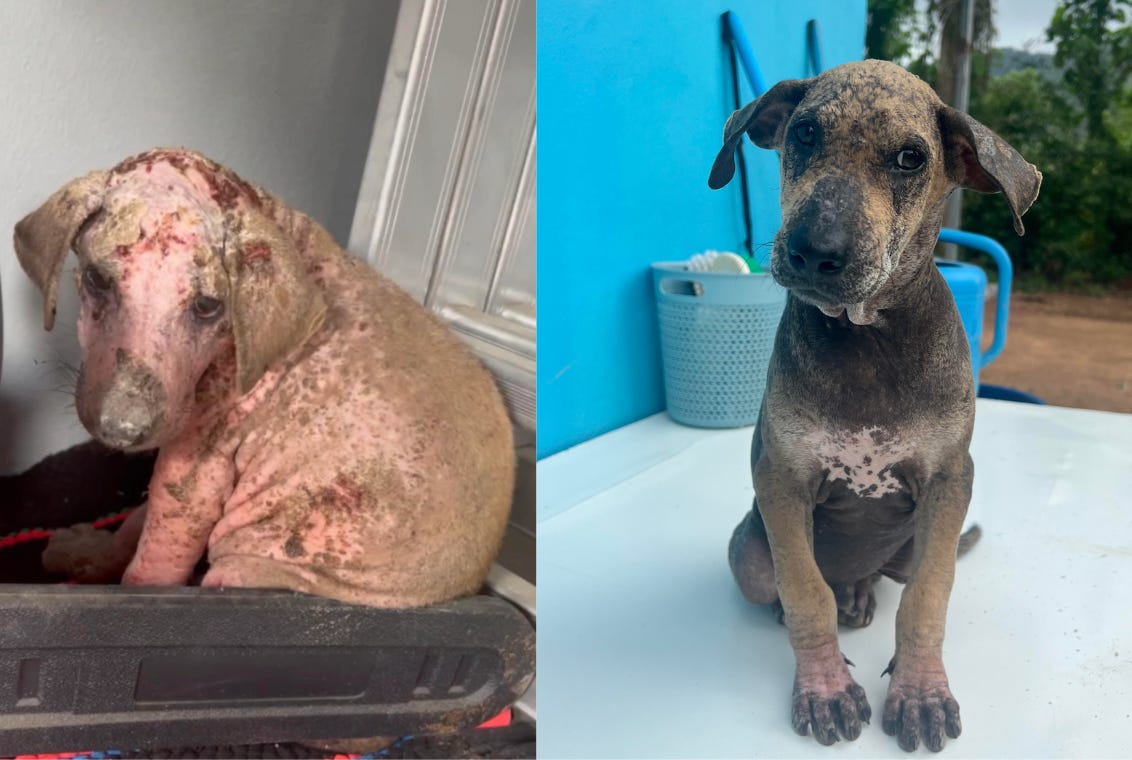 Getting Rodney A Home, Operating On Tina And Feeding 5000 Dogs A Week