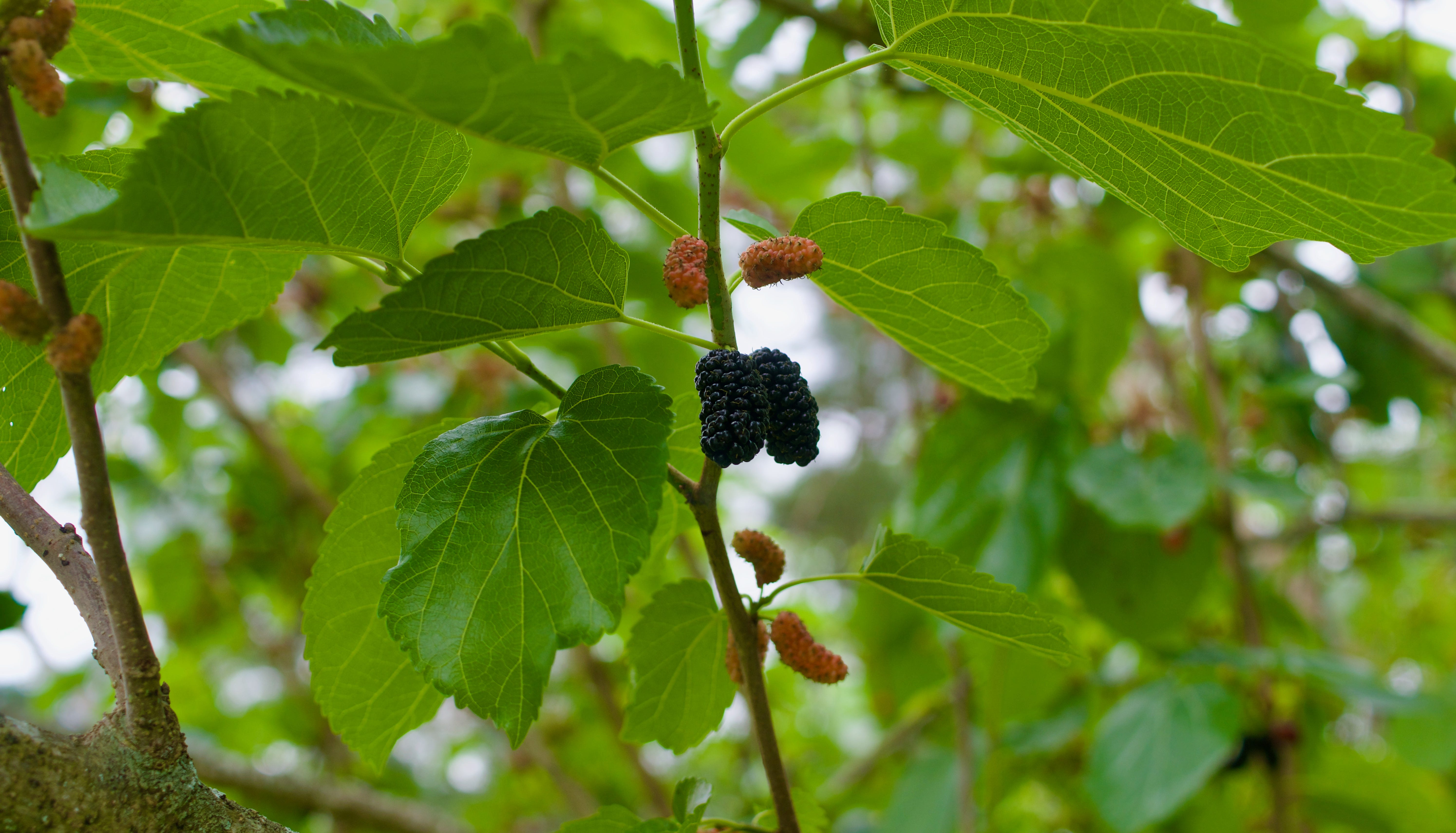 Happy Mulberry Moon - Trackless Wild with Janisse Ray