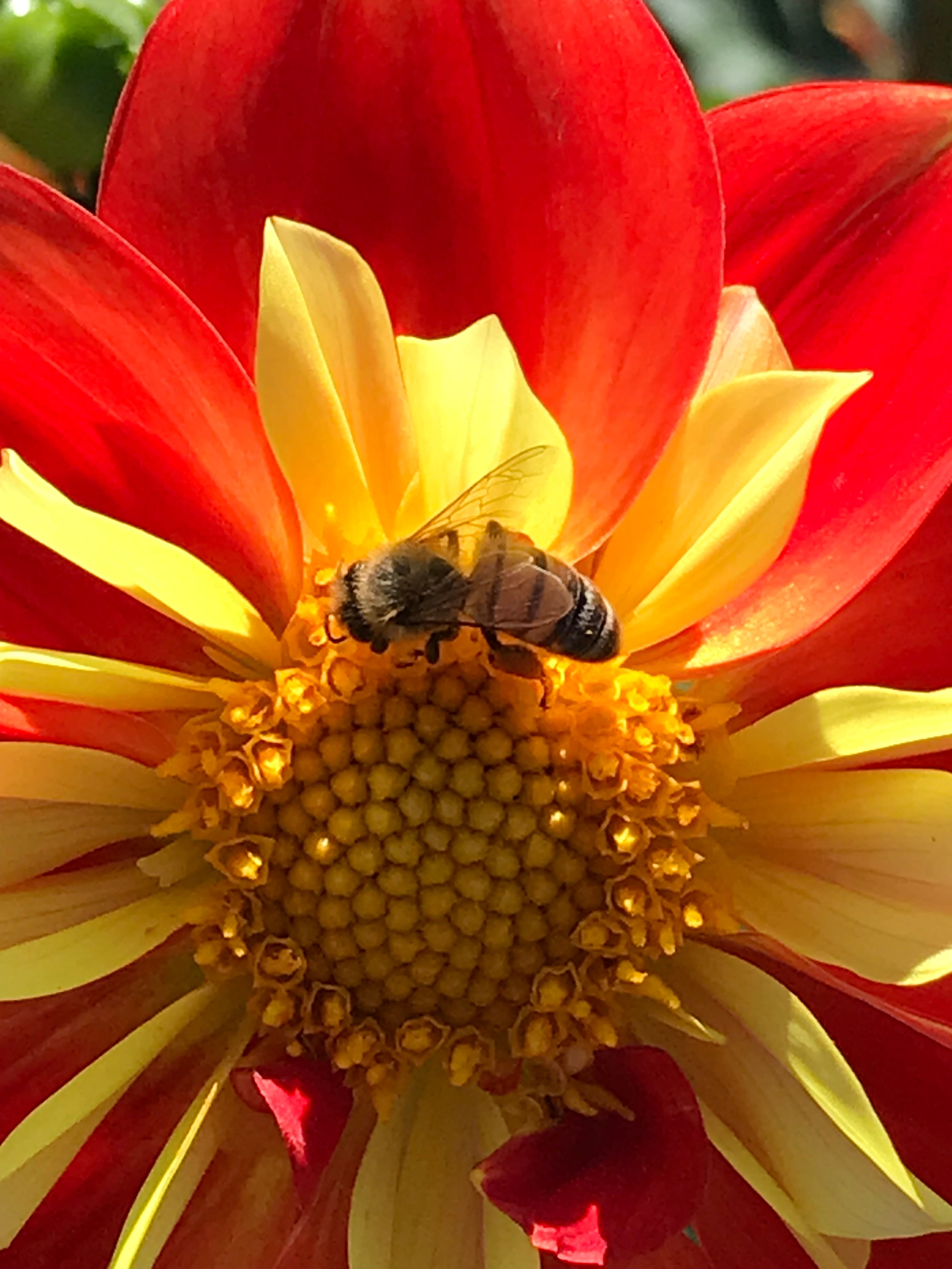 The Bee and the Flower Game - by Li Kentgen