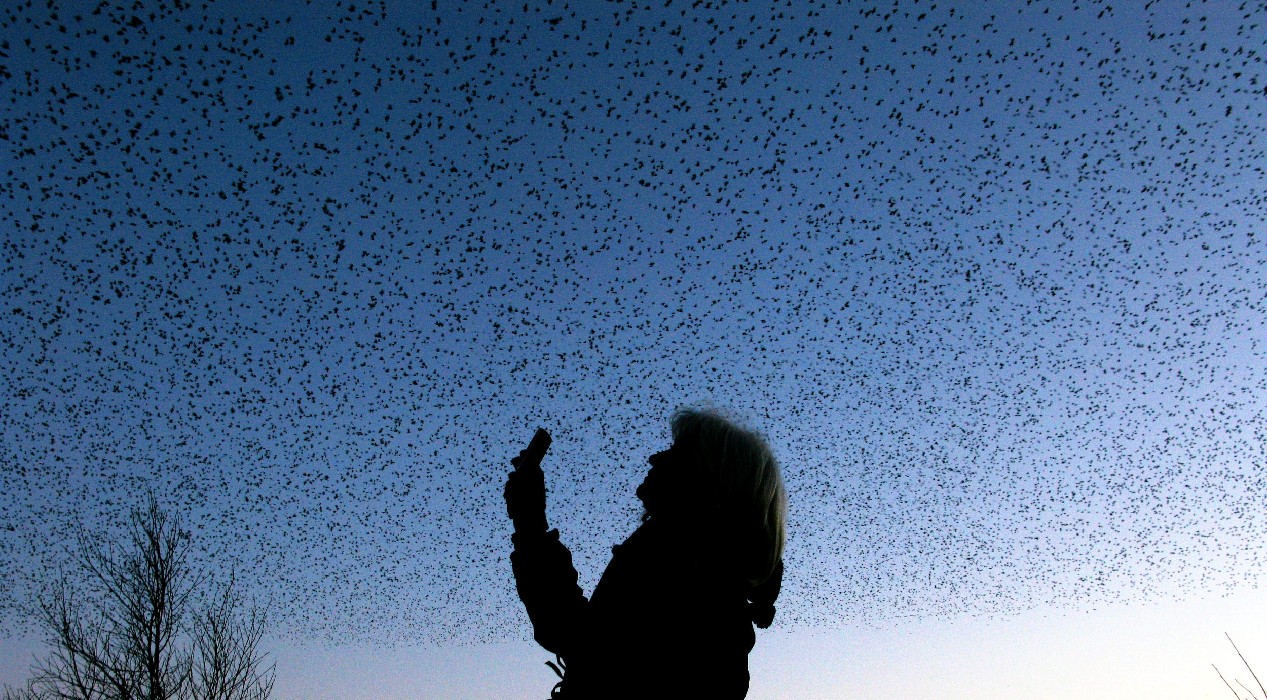 Murmuration Murmours - by David Bocking