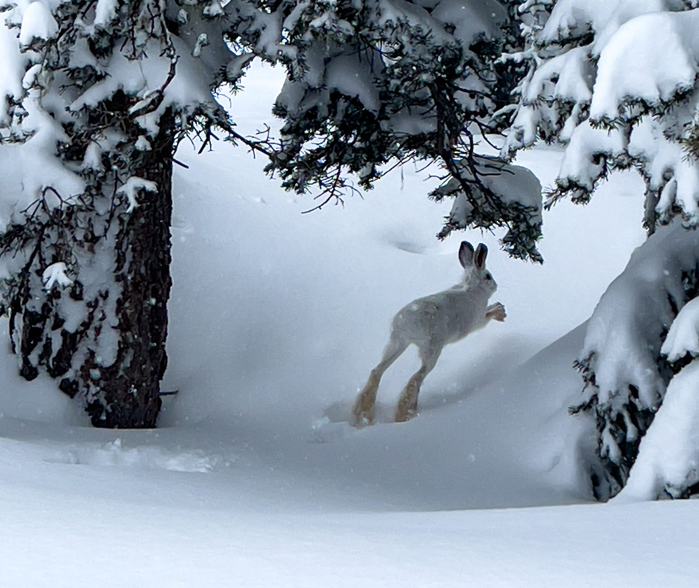 10 reasons why snow and the snowpack are so important