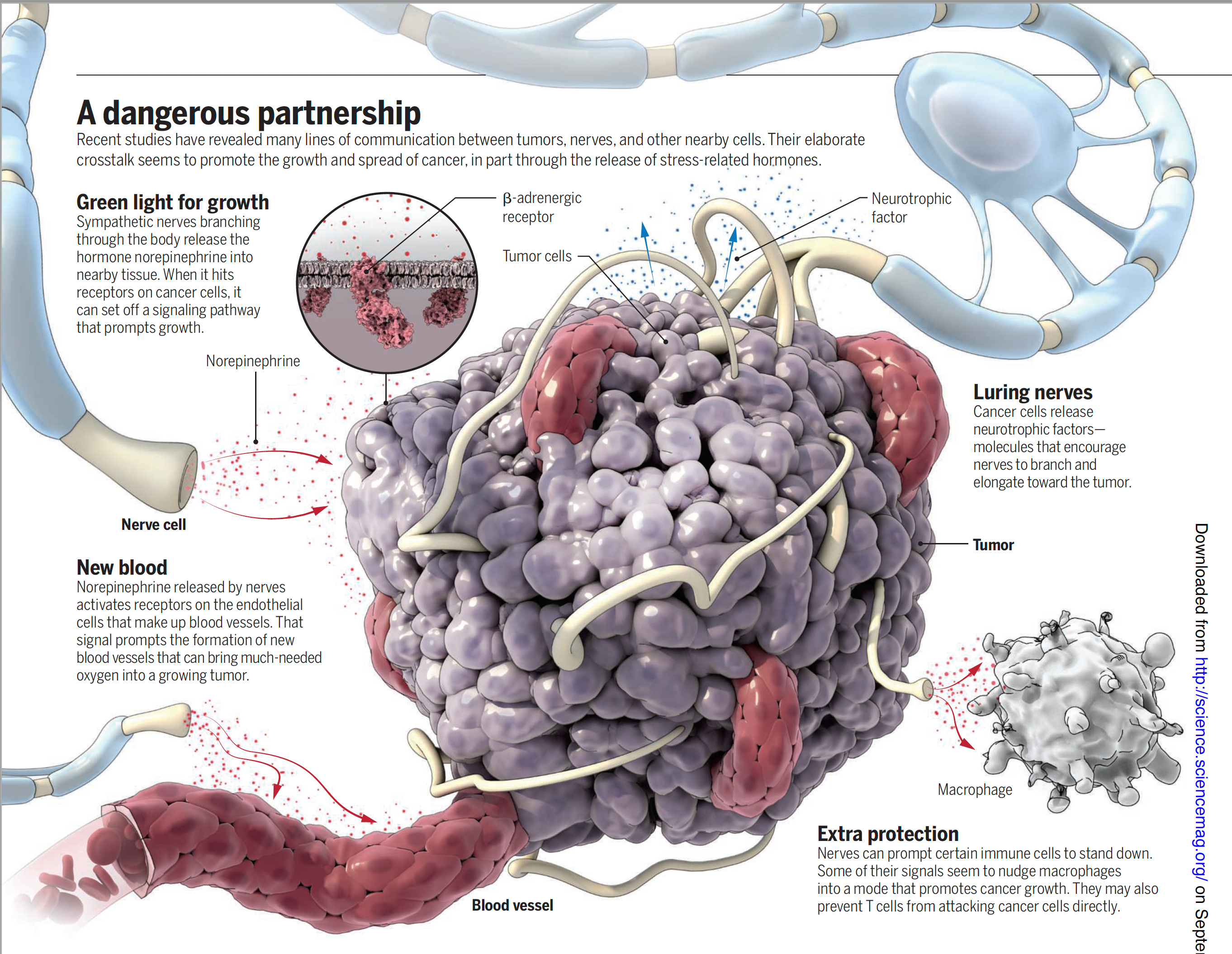 Cancer Nervous System The Evolving Role Of Neurosurgery For Central
