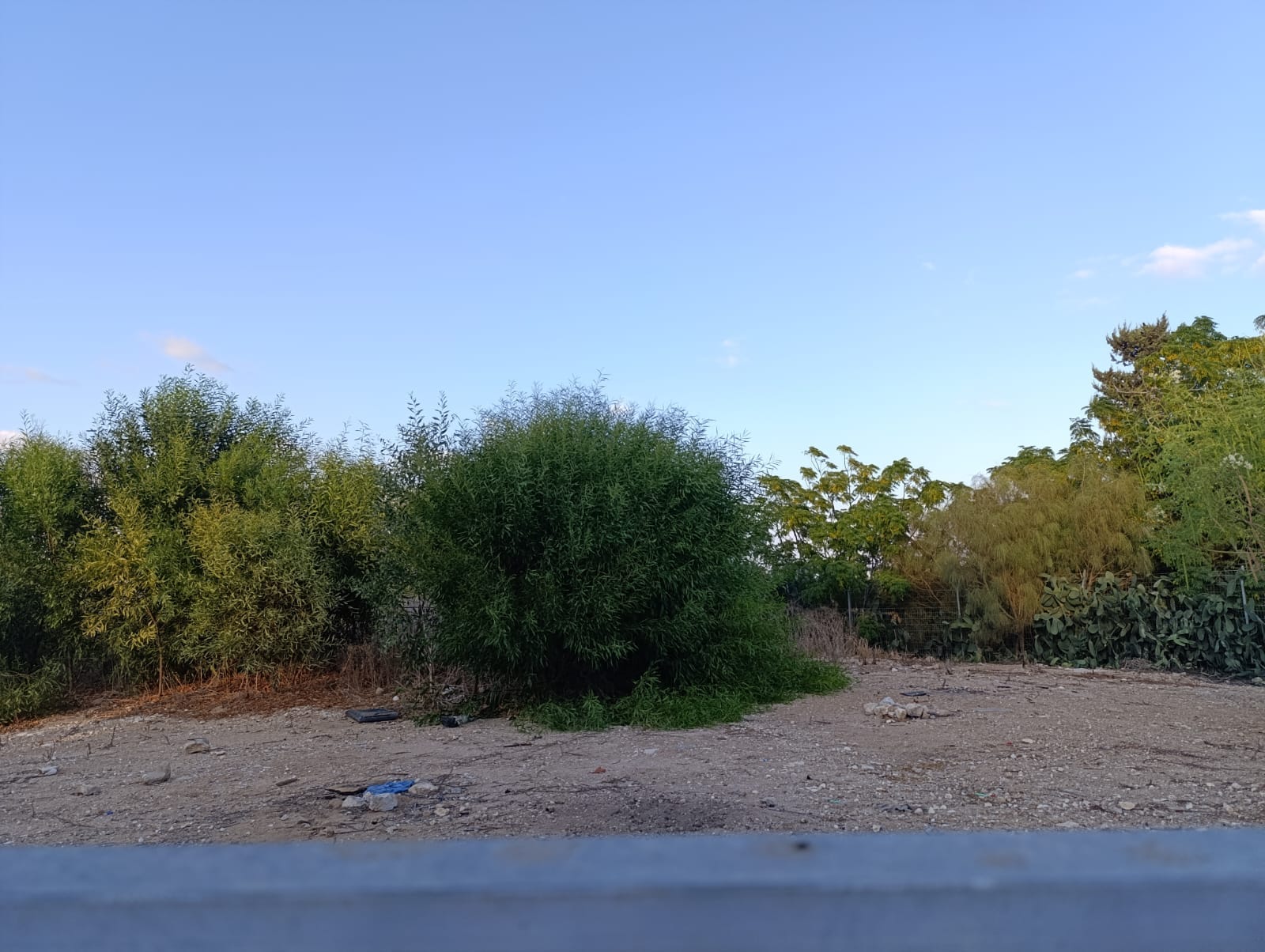 The Spur-Winged Plover - by Ehud Neor - A Pisgah Site