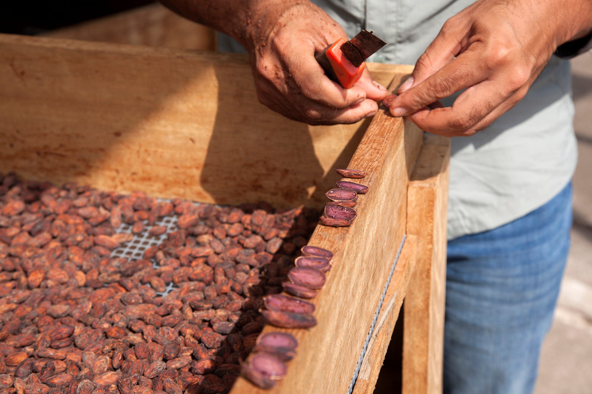 Photo Essay: Cacao Chuncho in La Convención, Peru