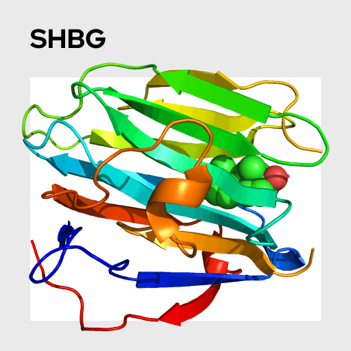 Unveiling Sex Hormone Binding Globulin Shbg