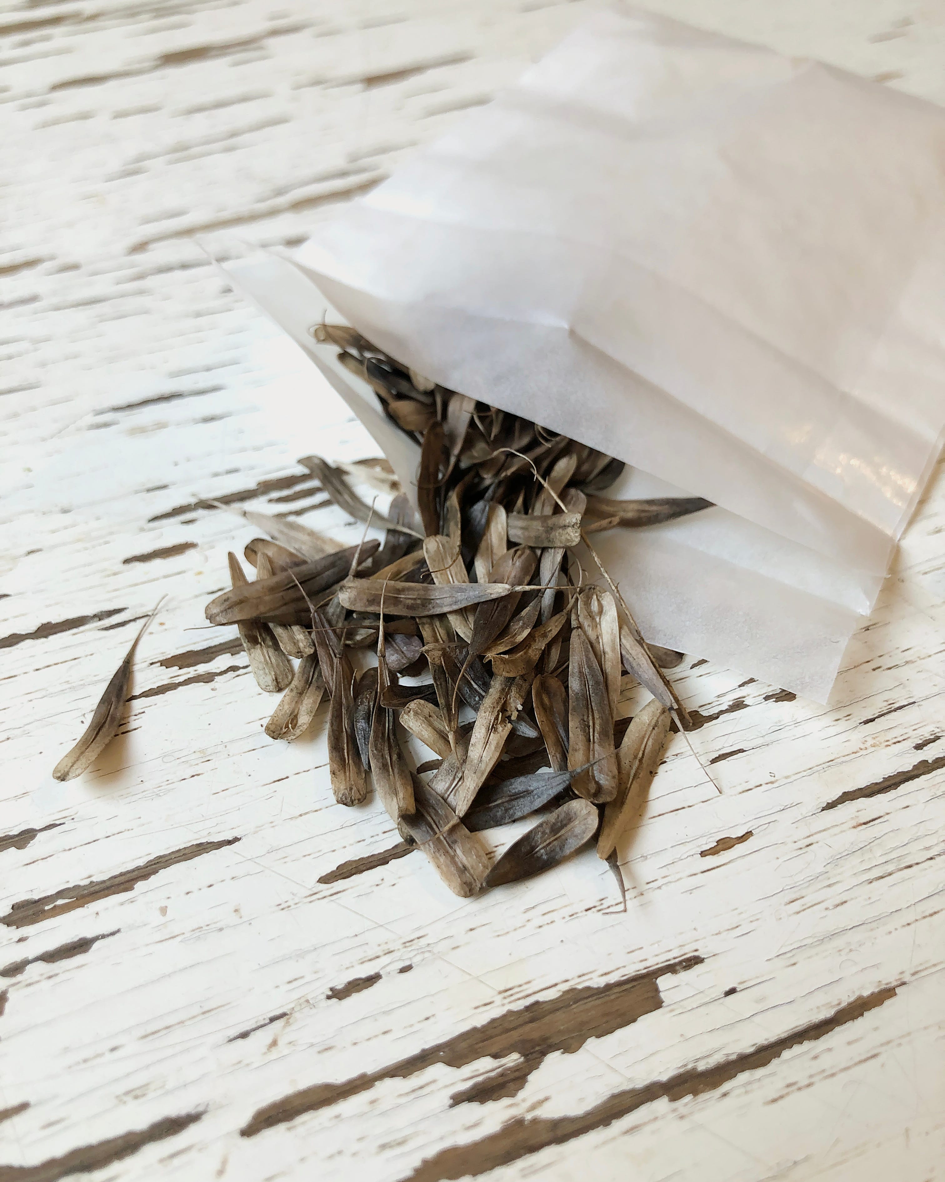 Growing season - by Ania Grzeszek - Kaliko Journal