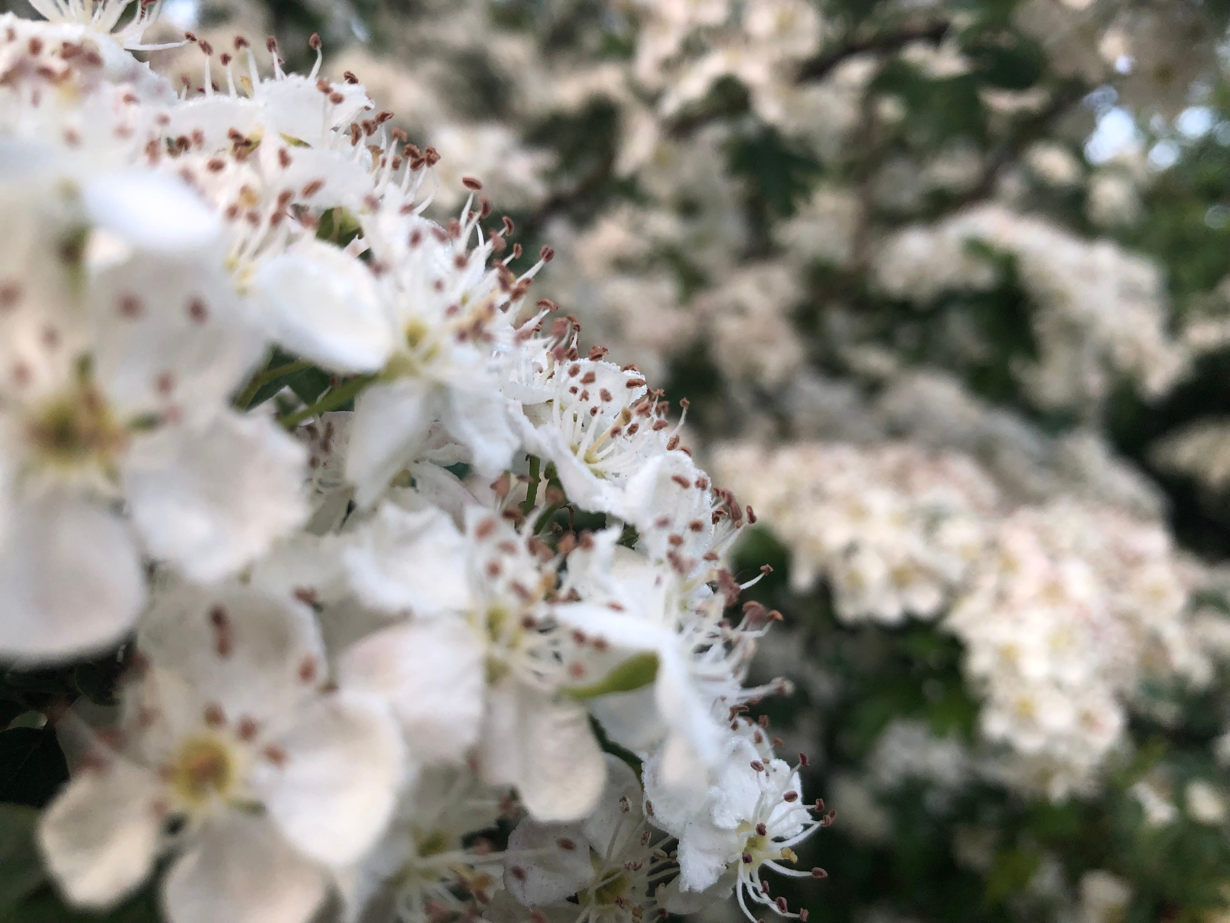 Six (Brief) Things… - by Lev Parikian - Six Things