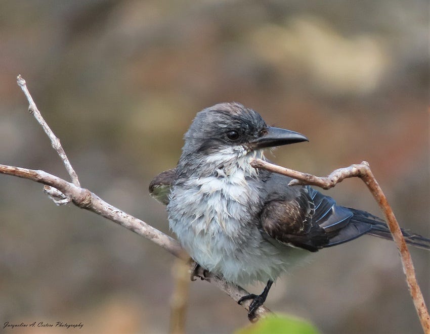 Anguilla Backyard Birding Part 6 - by Jackie Cestero