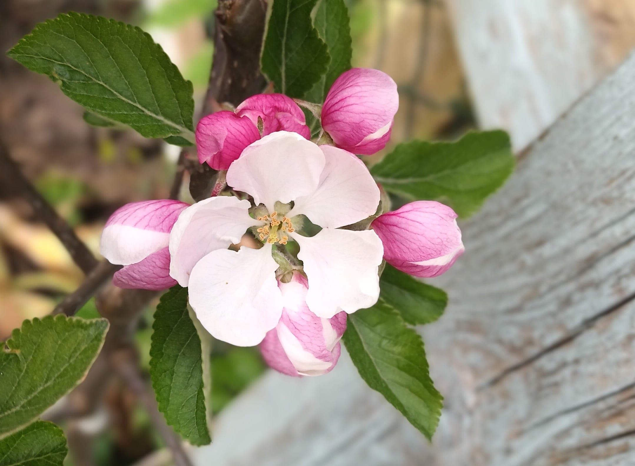 Writing the Garden - by Lucy Allen-Goss - Lucy’s Substack