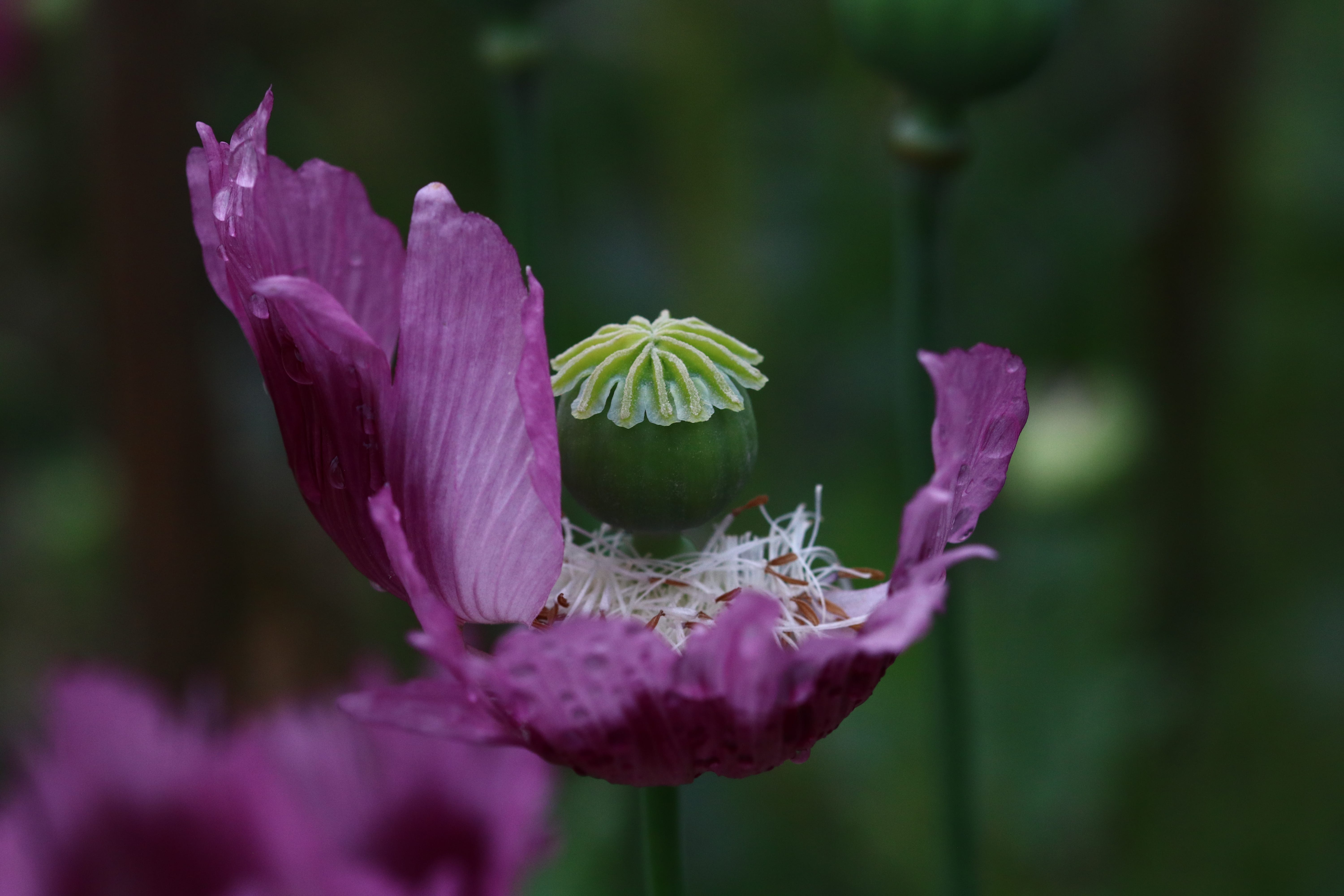 Flowering passions - by deborah vass - still sketching