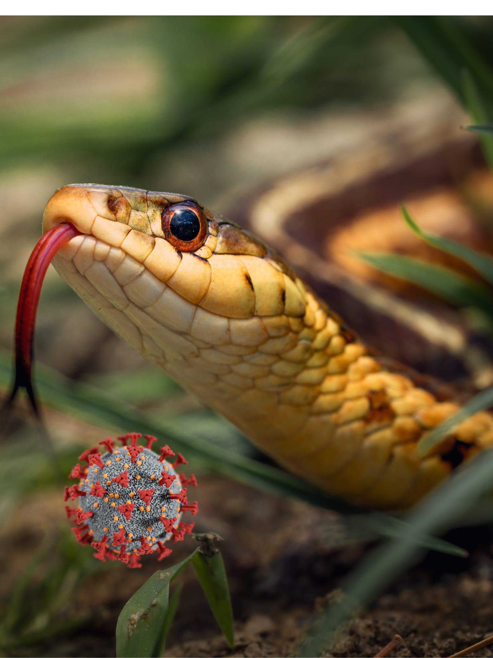 Snake Venom & COVID-19 - by Dee Dee - Dee’s Substack