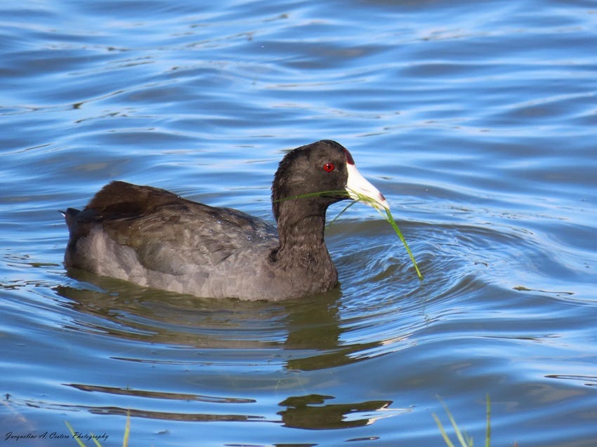 Who are you calling an "old coot?" - by Jackie Cestero