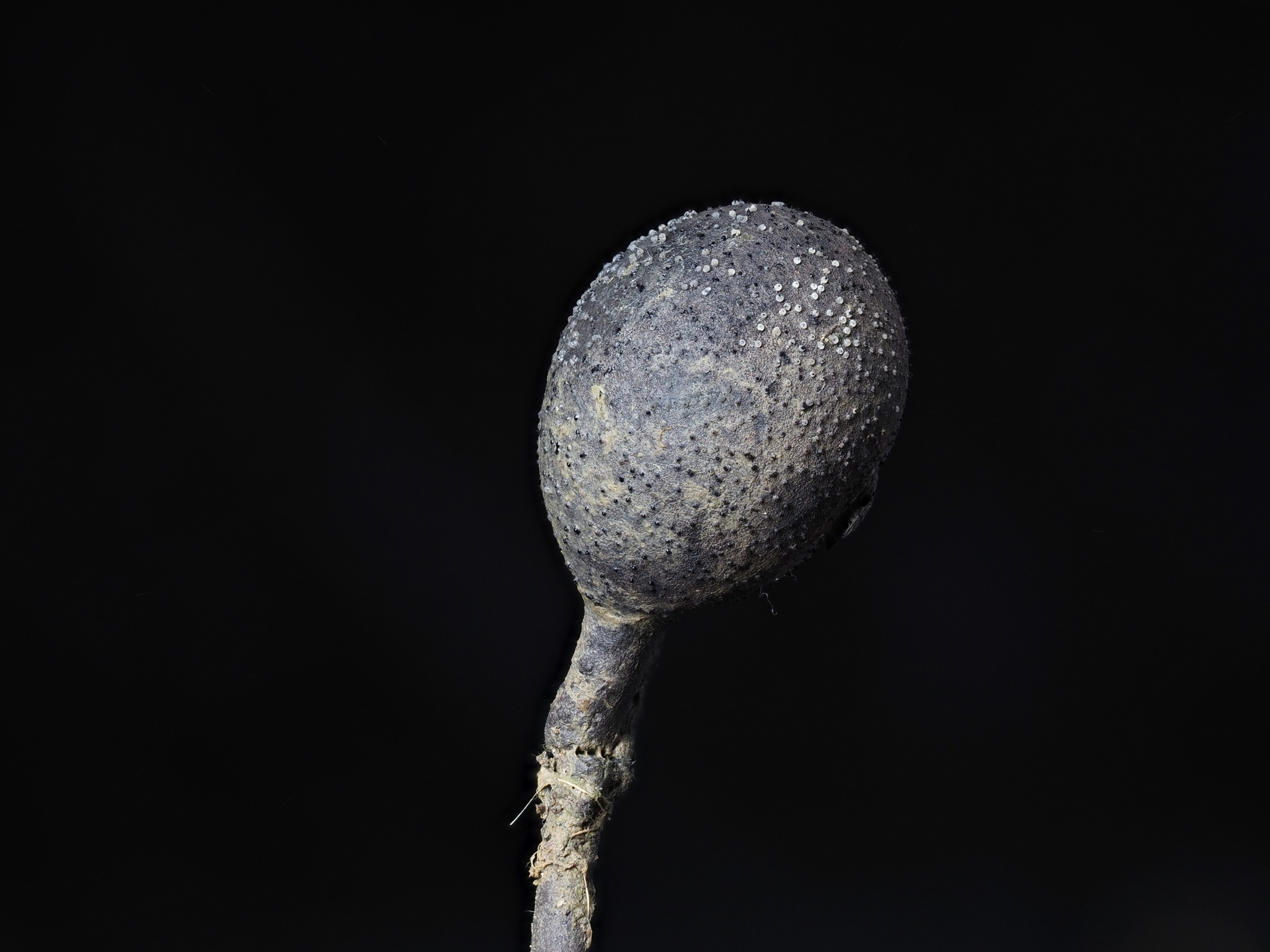 Mysteries in the Malaysian Forest: A Tour of Odd Mushrooms - Part I